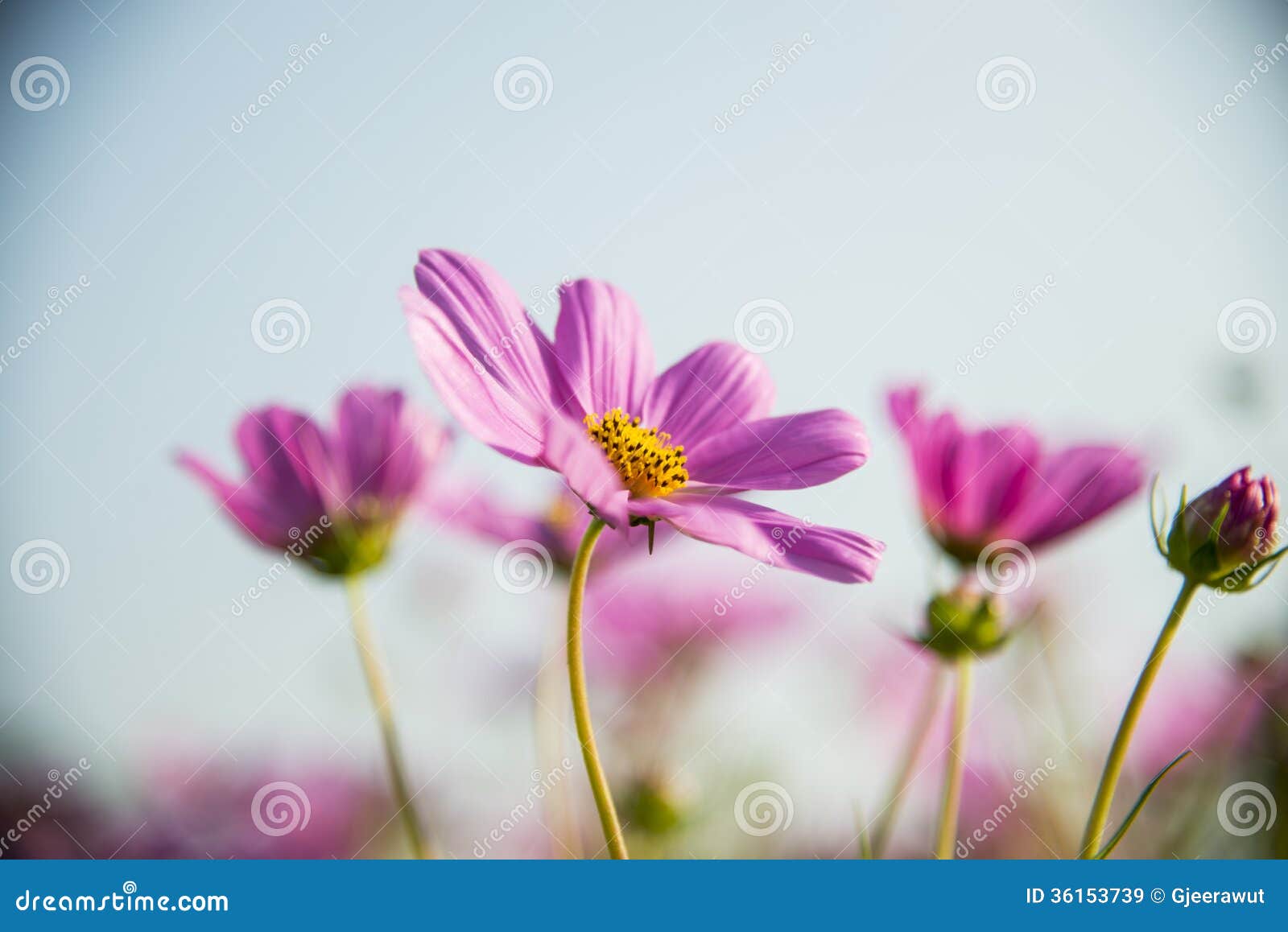 Purple Cosmos Flower with Blue Sky6 Stock Image - Image of meadow ...