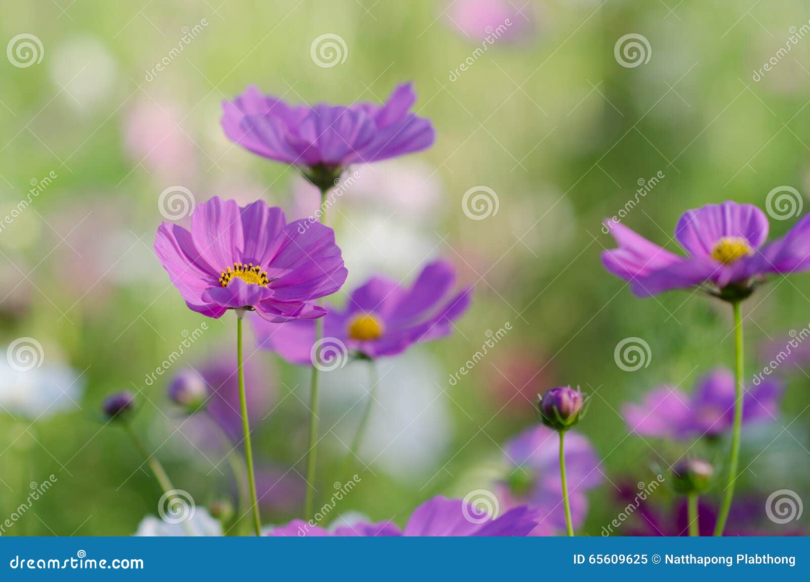 The purple Cosmos stock image. Image of environment, spectacular - 65609625