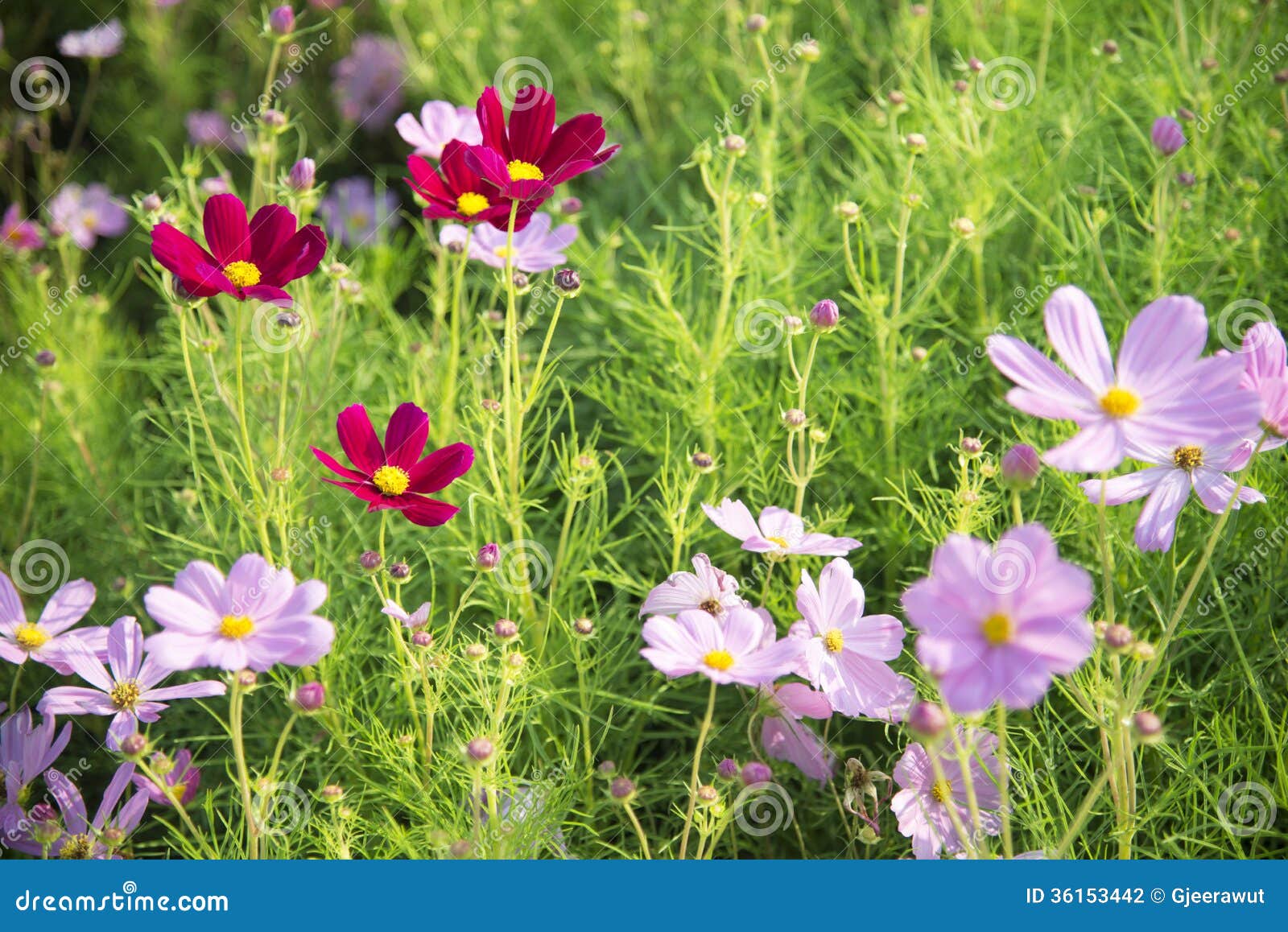 Purple Cosmos Flower in the Garden11 Stock Photo - Image of detail ...