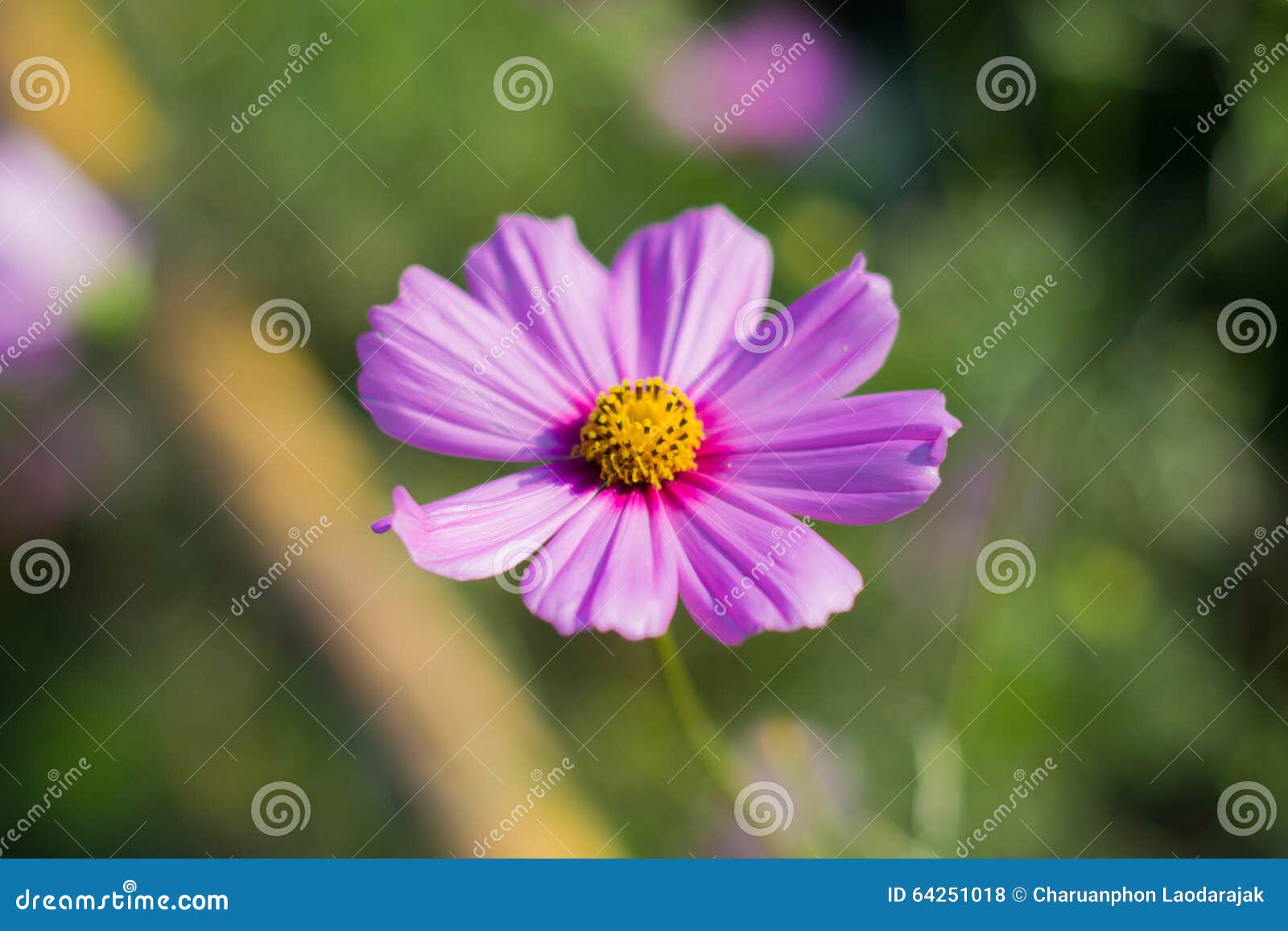 Purple cosmos flower stock photo. Image of flower, purpleflower - 64251018