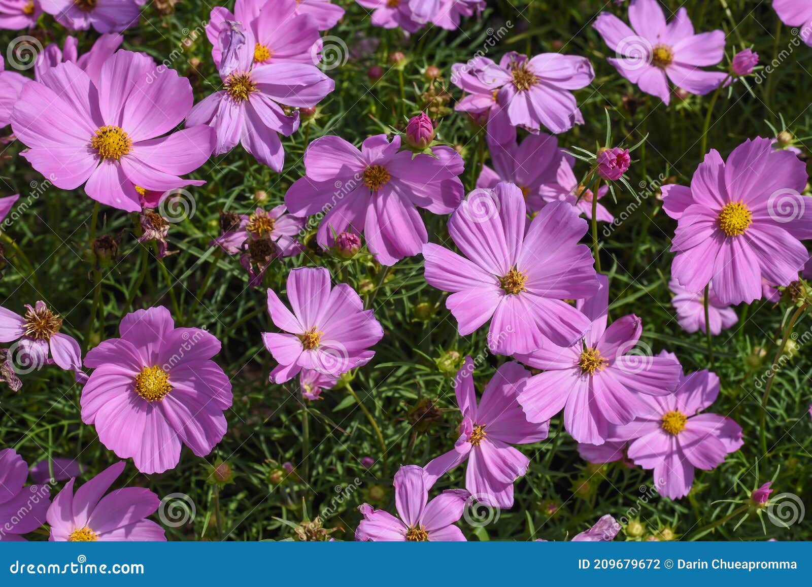 Purple Cosmos flowers stock photo. Image of natural - 209679672