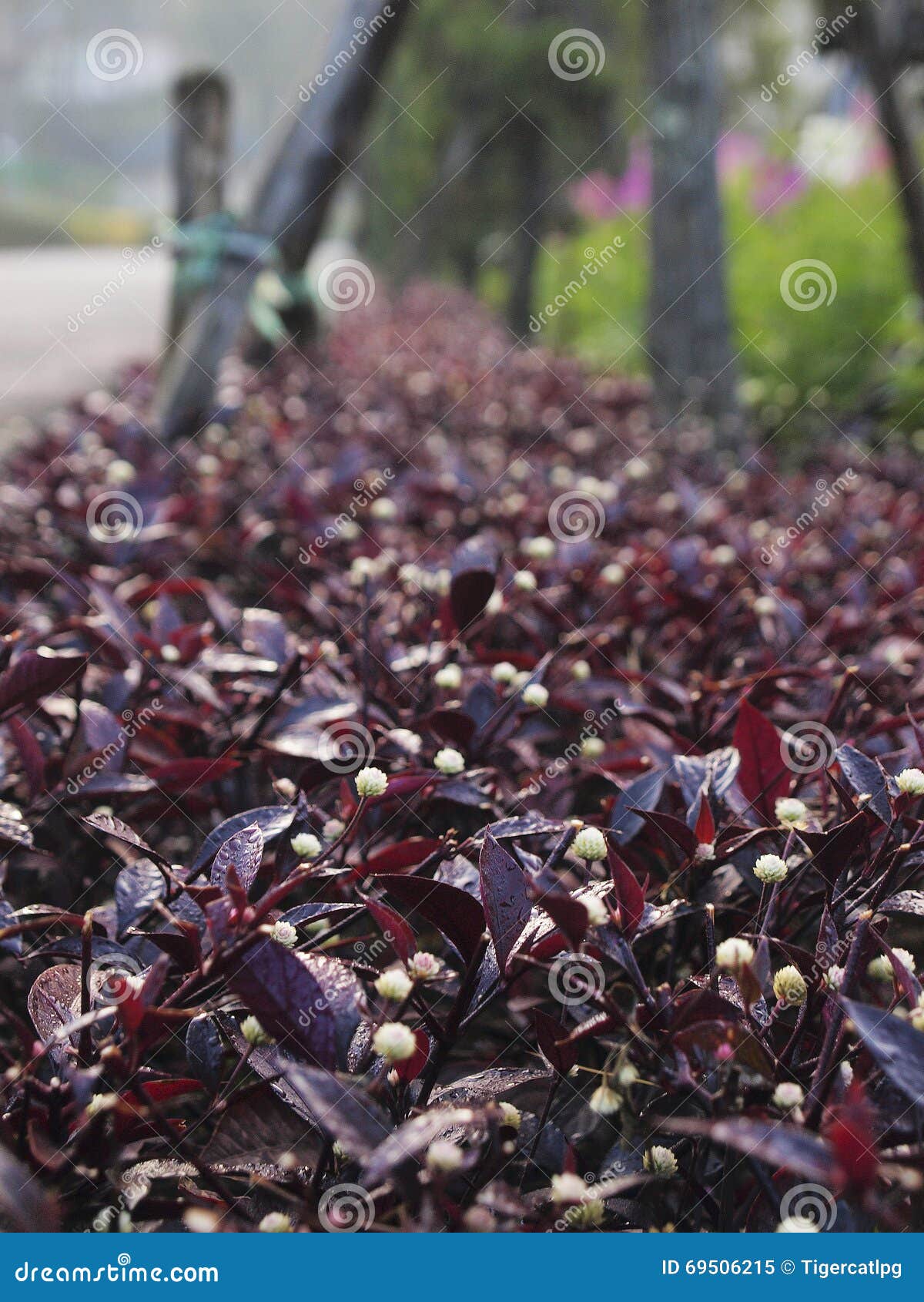 The Purple Cover Crop Plants Stock Image - Image of natural, purple ...