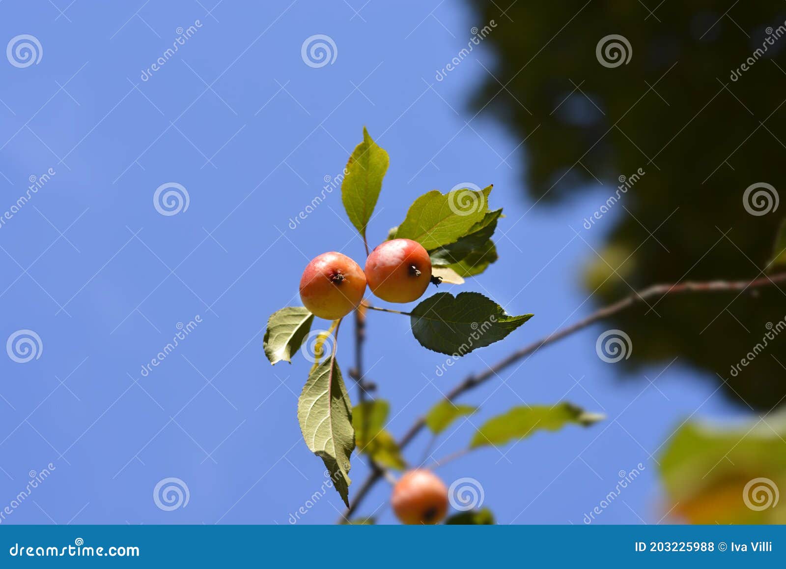 Purple crab apple stock photo. Image of botany, hybrid - 203225988