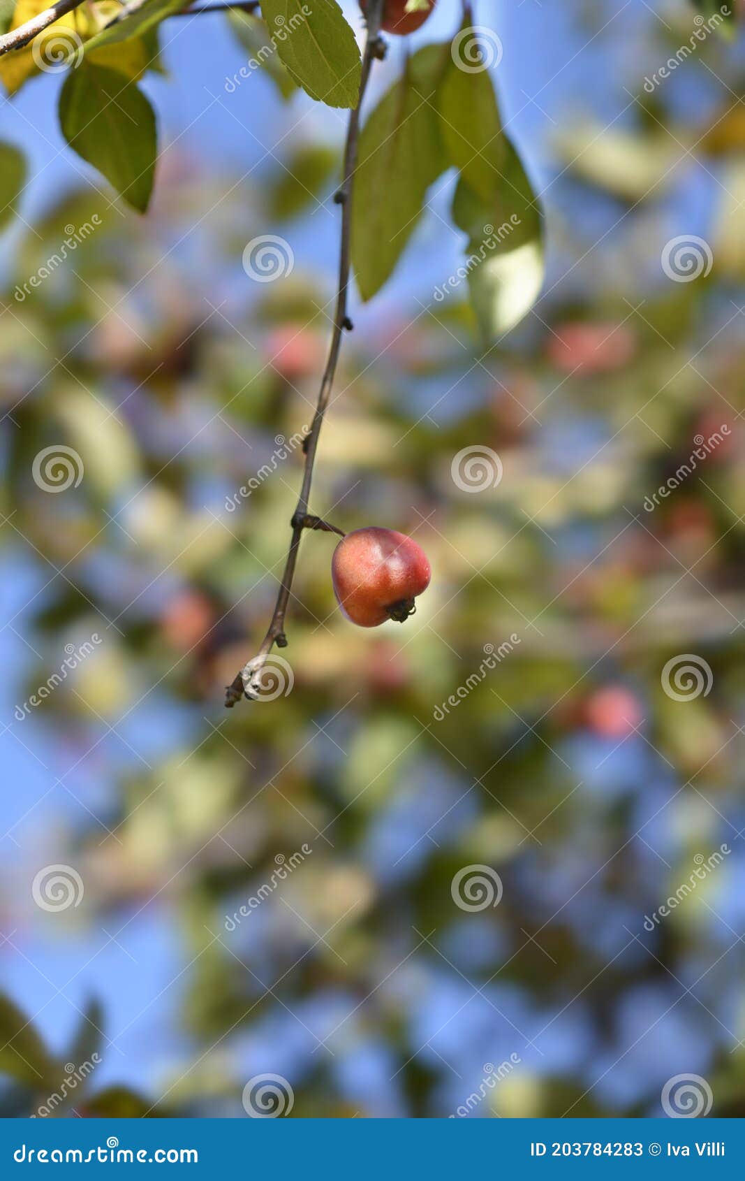 Purple crab apple stock image. Image of close, outdoors - 203784283