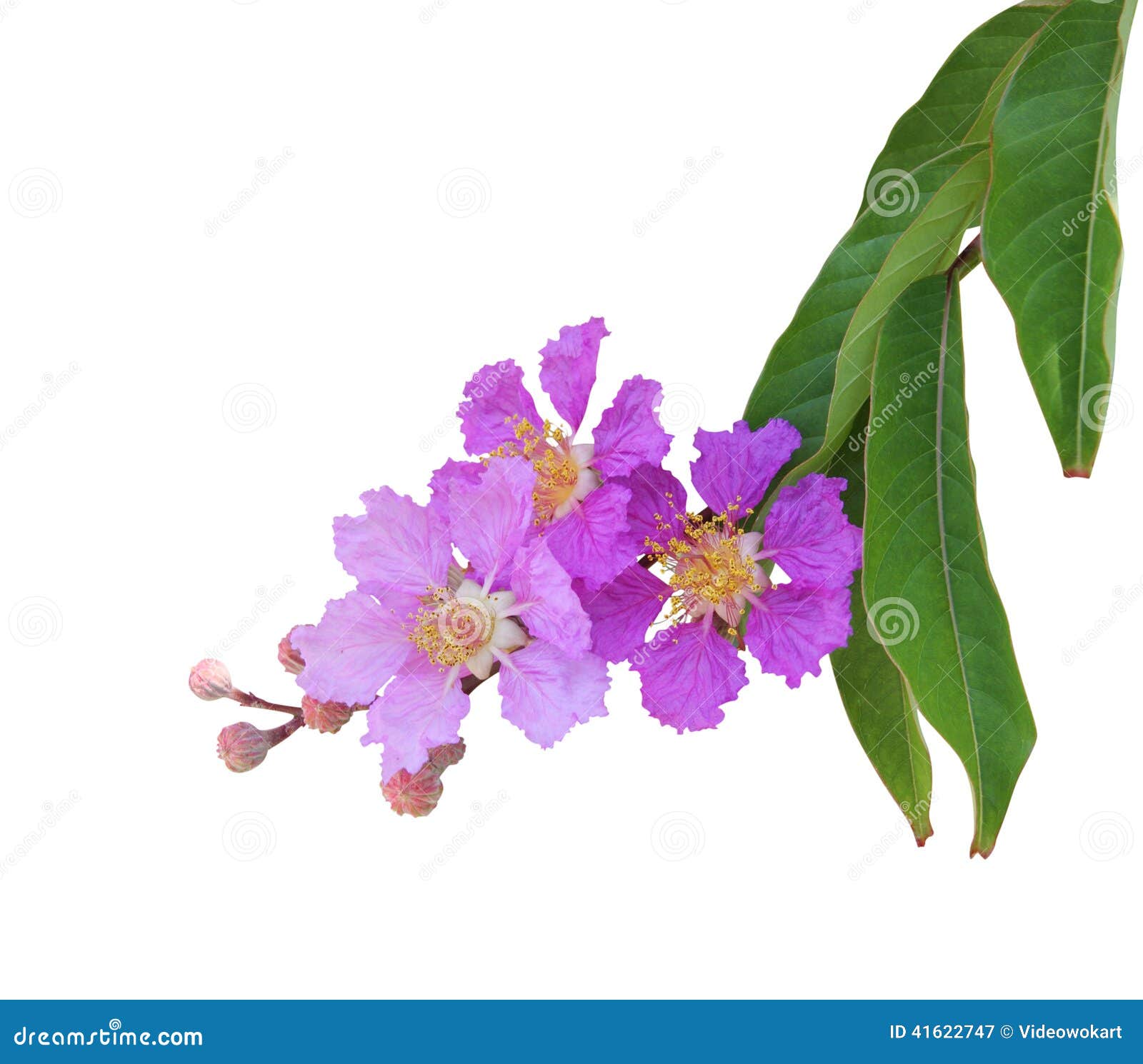 Purple Crape Myrtle Flower Lagerstroemia With Yellow Pollen Royalty ...