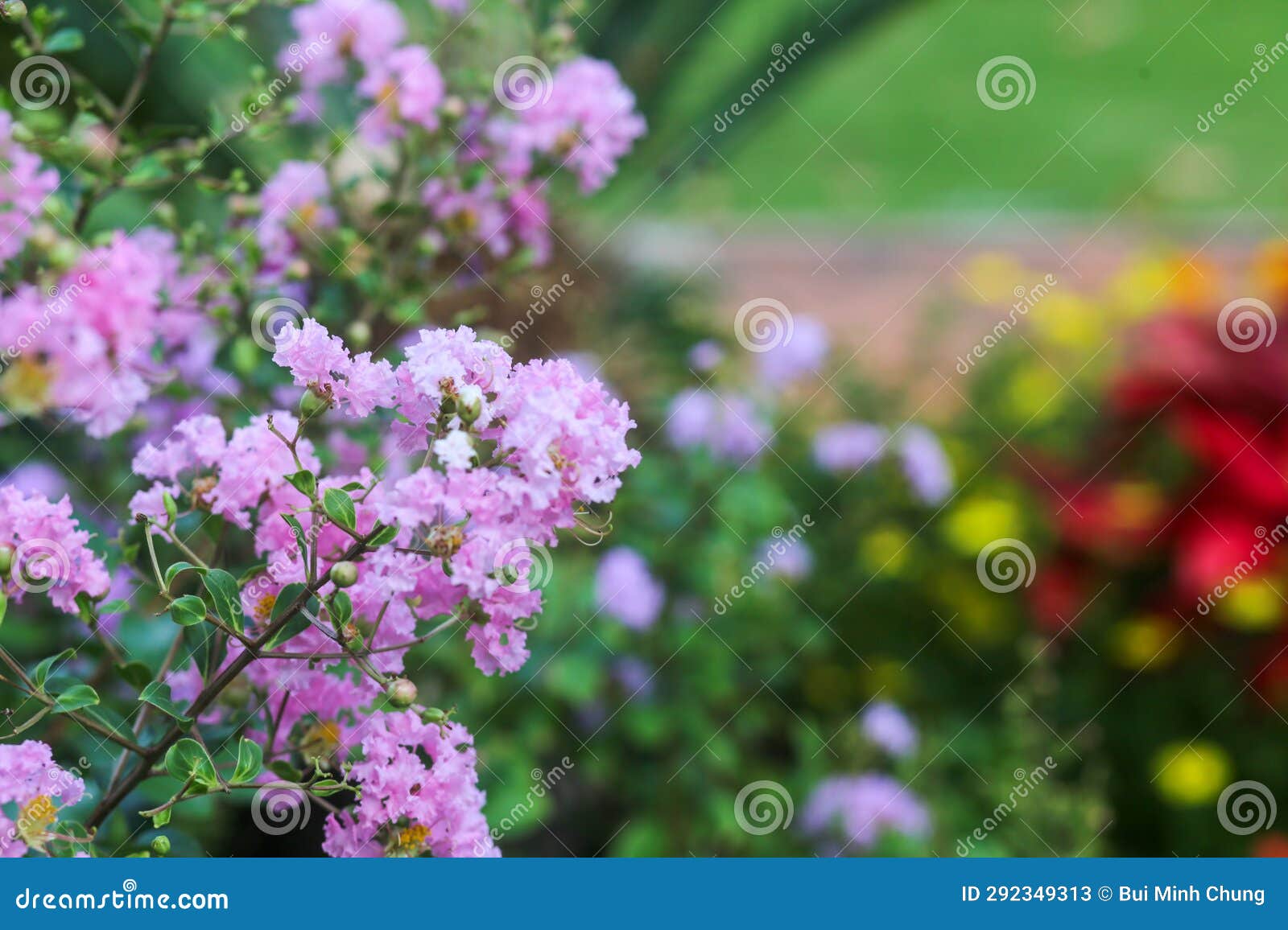 Purple Crape Myrtle Flower Royalty-Free Stock Image | CartoonDealer.com ...