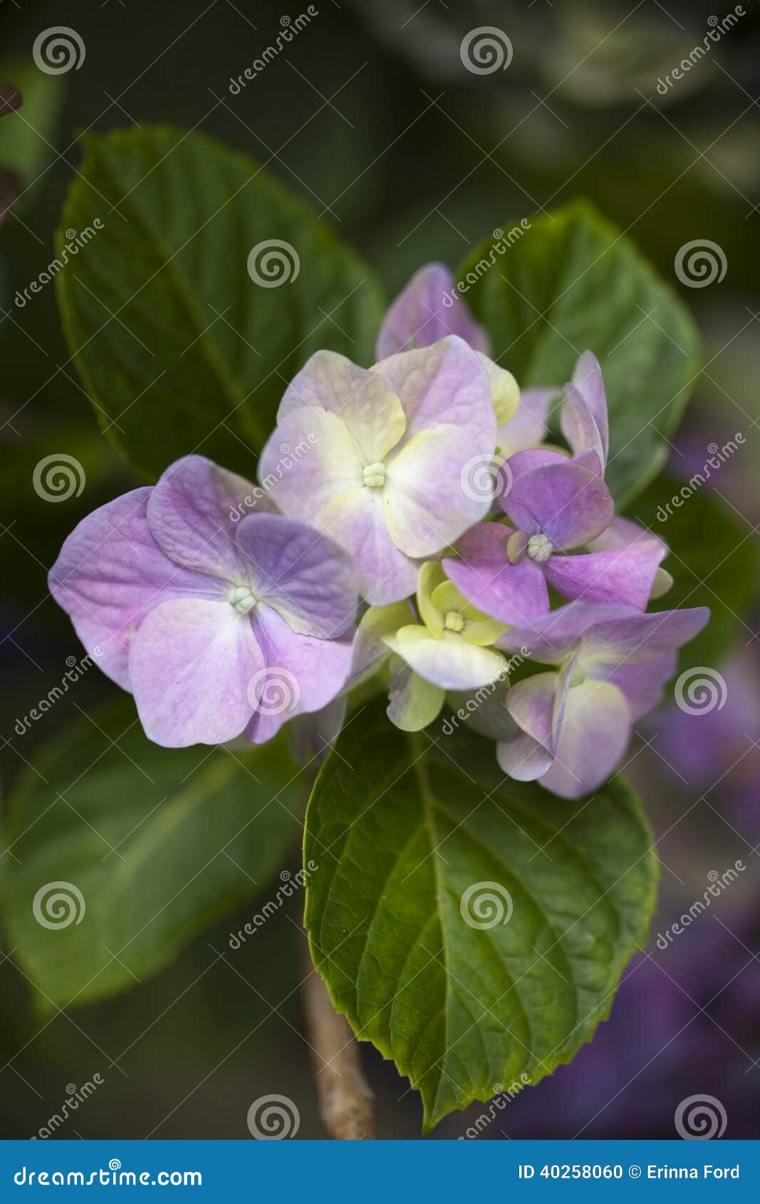 Purple and Cream Hydrangea Flowers Stock Photo - Image of garden, bunch ...
