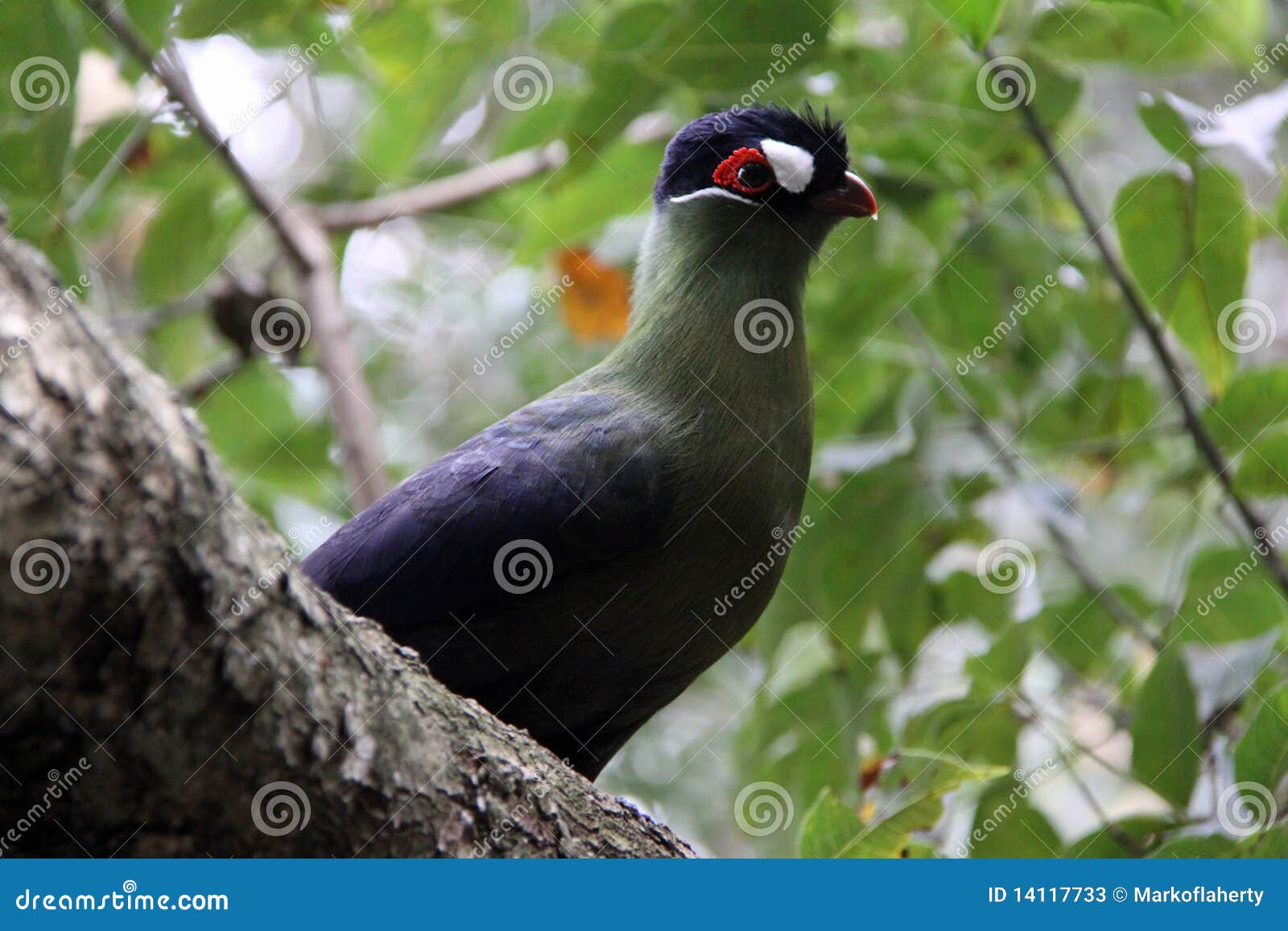 Purple Crested Lourie - Turaco Stock Image - Image of purple, crest ...