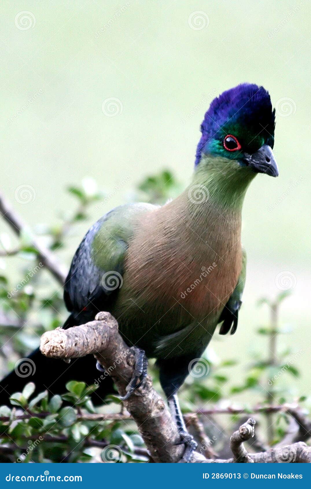 Purple-crested Turaco stock image. Image of claws, feathers - 2869013