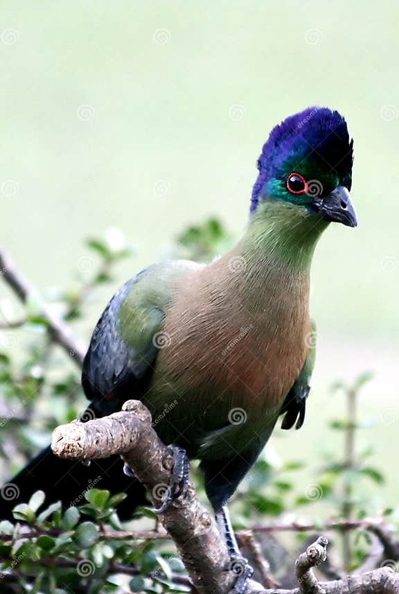 Purple-crested Turaco stock image. Image of claws, feathers - 2869013