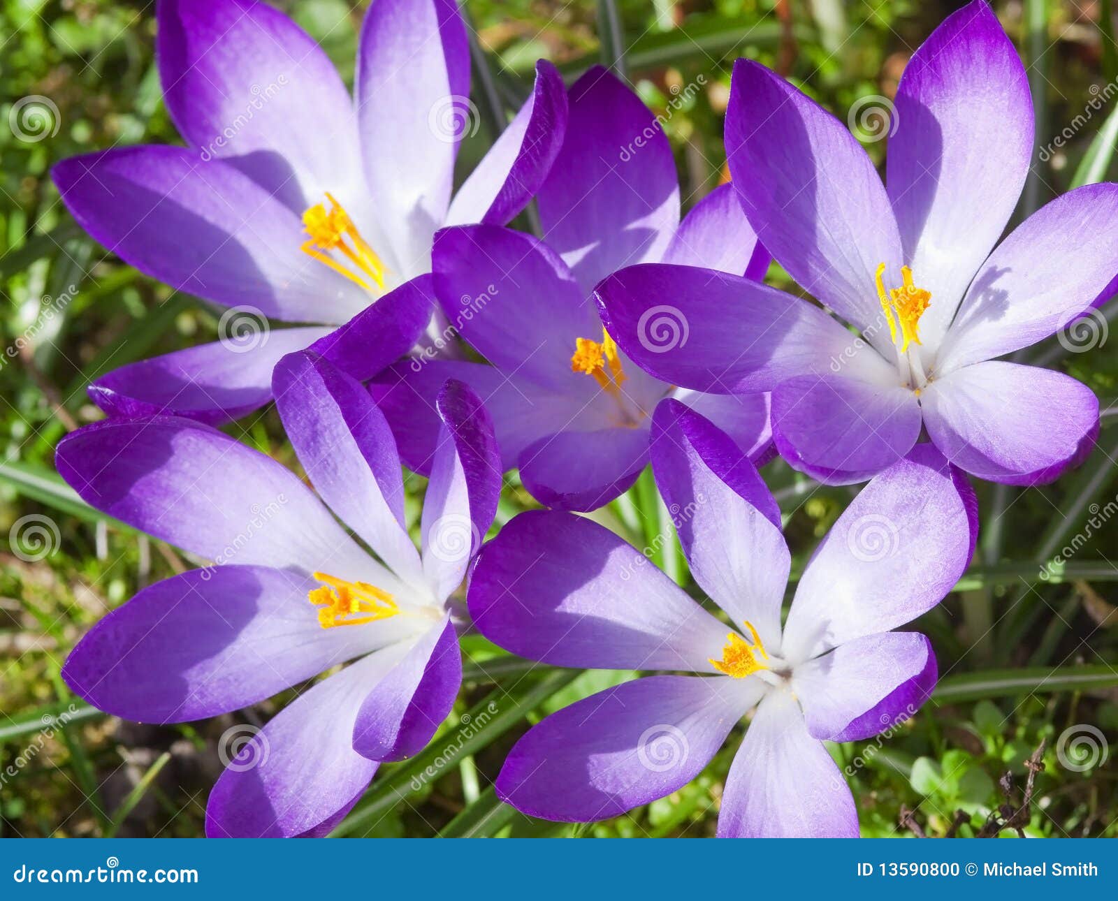 Purple crocus stock photo. Image of purple, nature, flora - 13590800