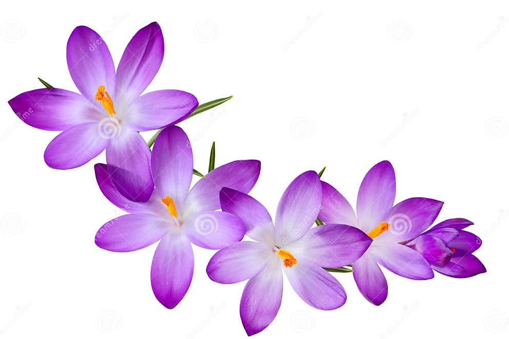 Purple Crocus stock photo. Image of green, macro, wildflower - 19227282