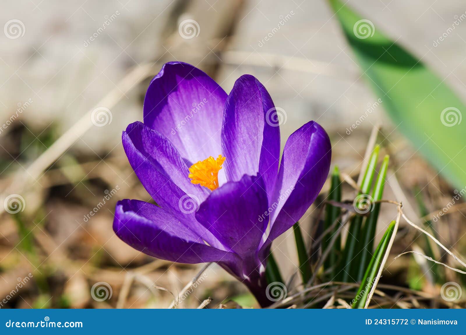Purple crocus stock photo. Image of decorative, april - 24315772