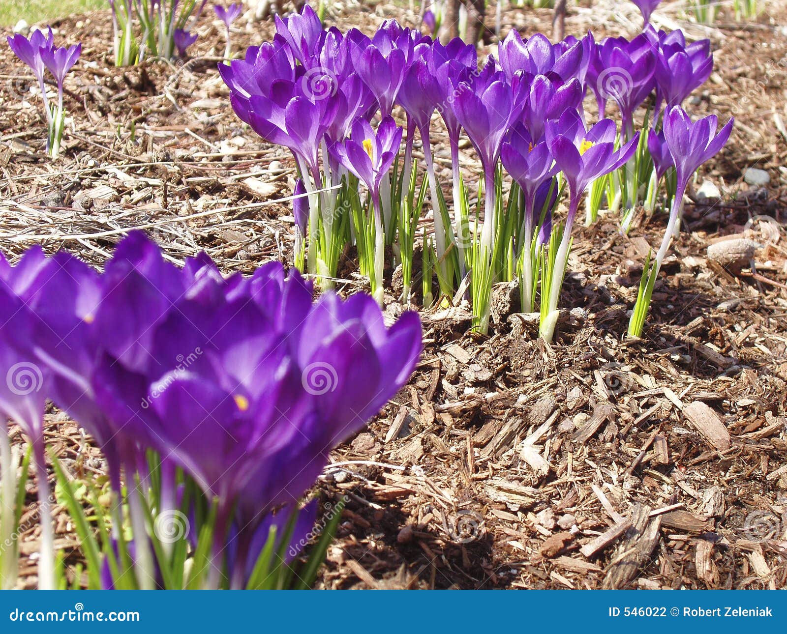 Purple crocus stock photo. Image of grows, greens, mulch - 546022