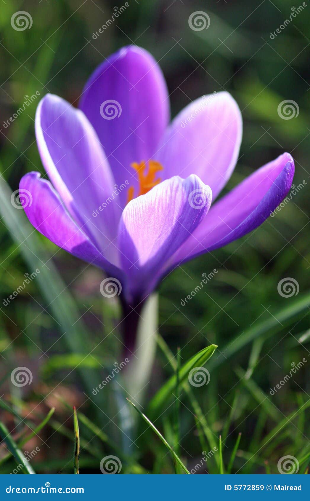 Purple Crocus stock image. Image of flower, shades, beautiful - 5772859