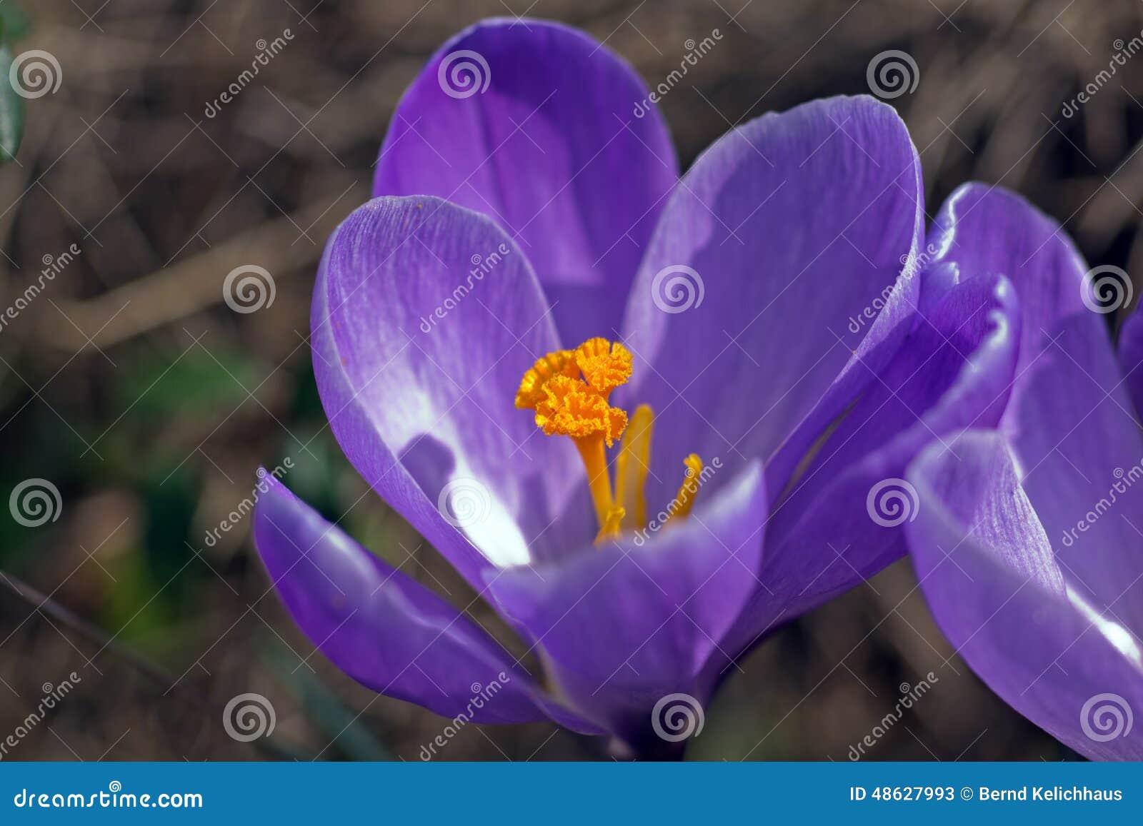 Purple crocus stock image. Image of background, closeup - 48627993