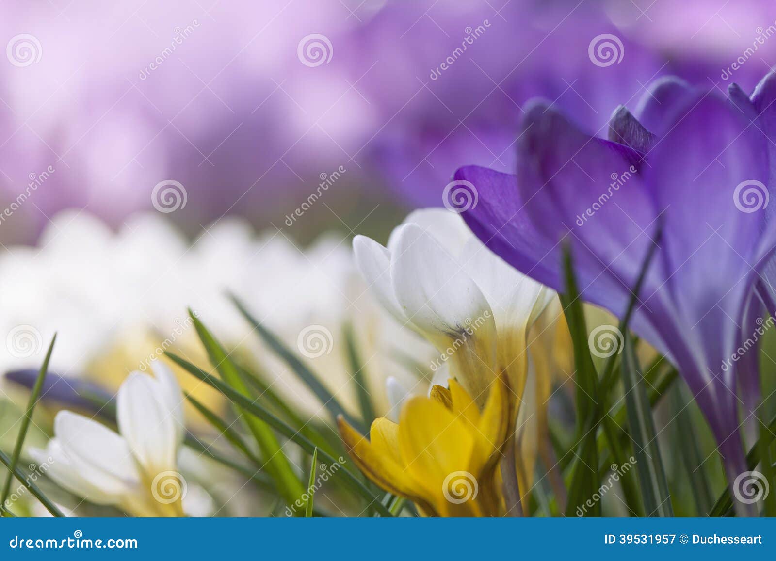 A purple crocus in bloom stock image. Image of growth - 39531957