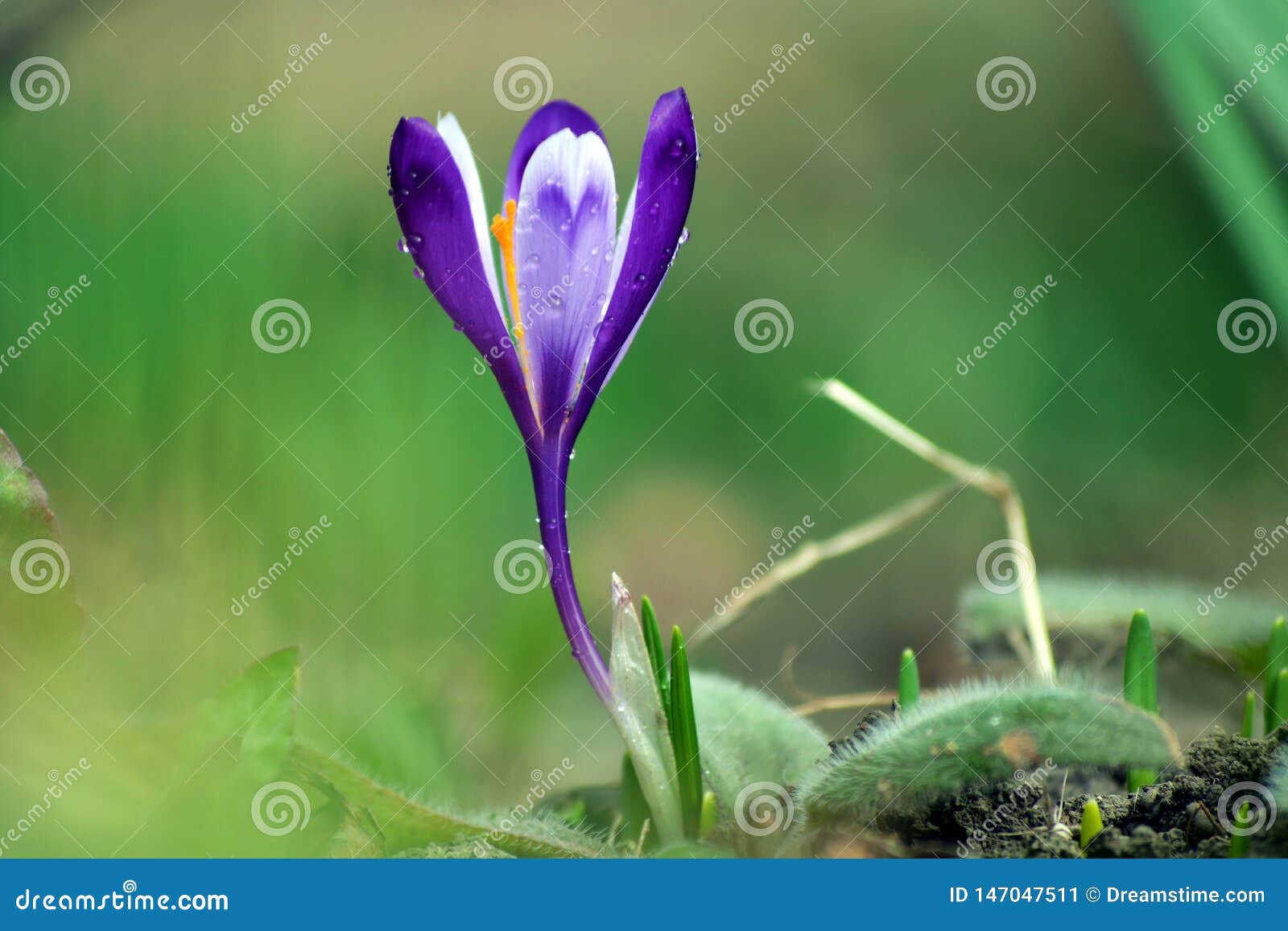 Purple Crocus Blooming in Spring Stock Image - Image of garden ...