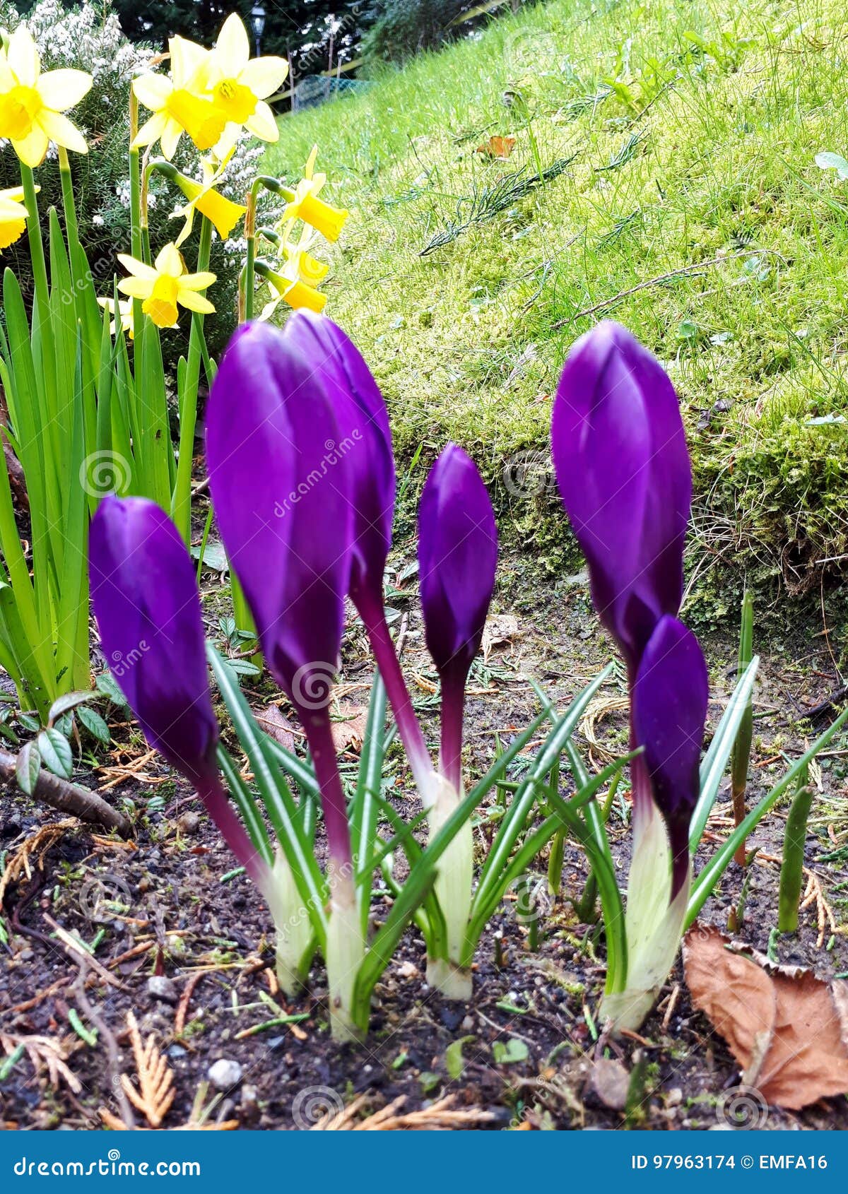 Purple Crocus Buds stock photo. Image of garden, nature - 97963174
