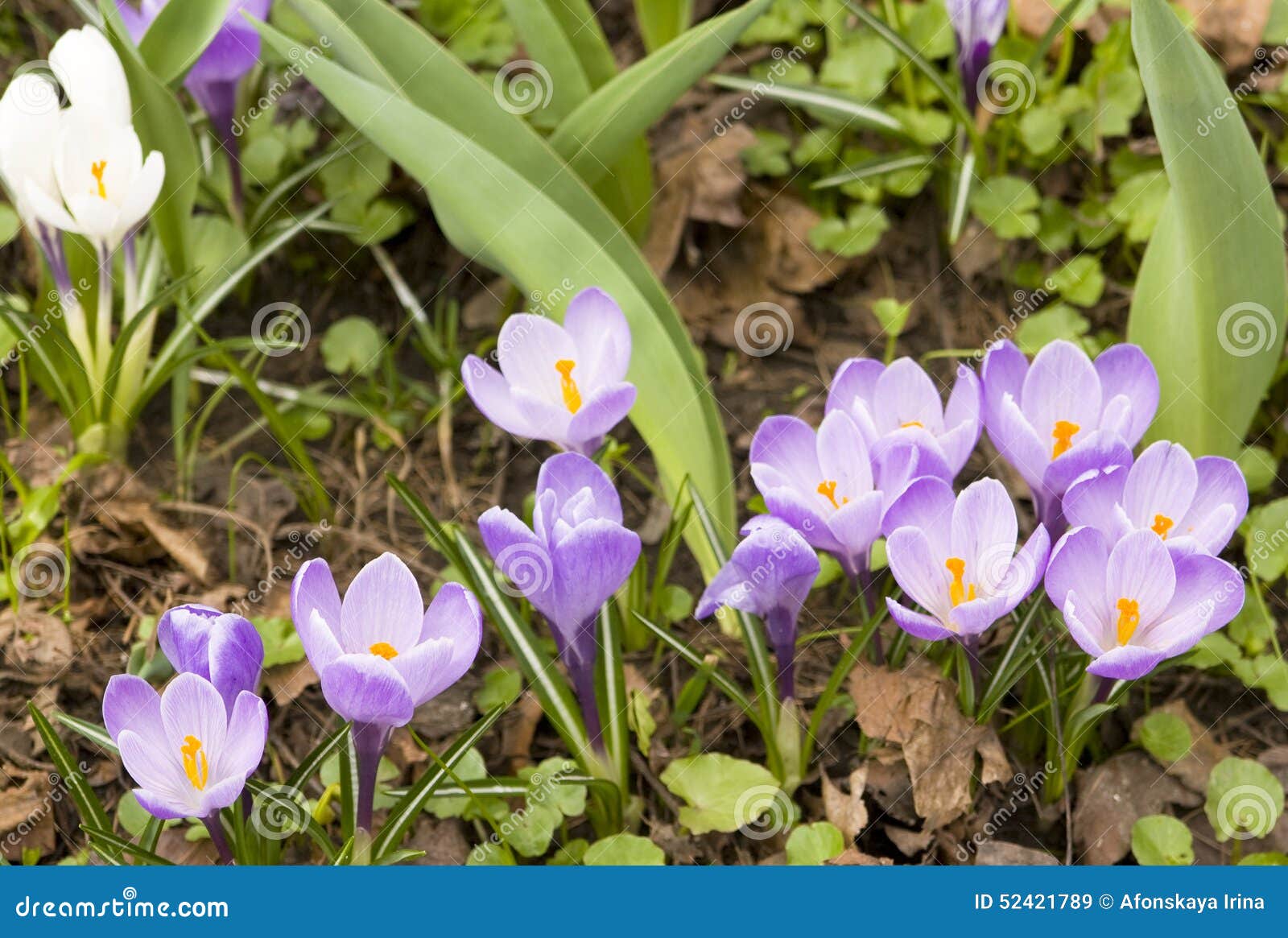 Purple crocus stock image. Image of nature, botanic, blossom - 52421789