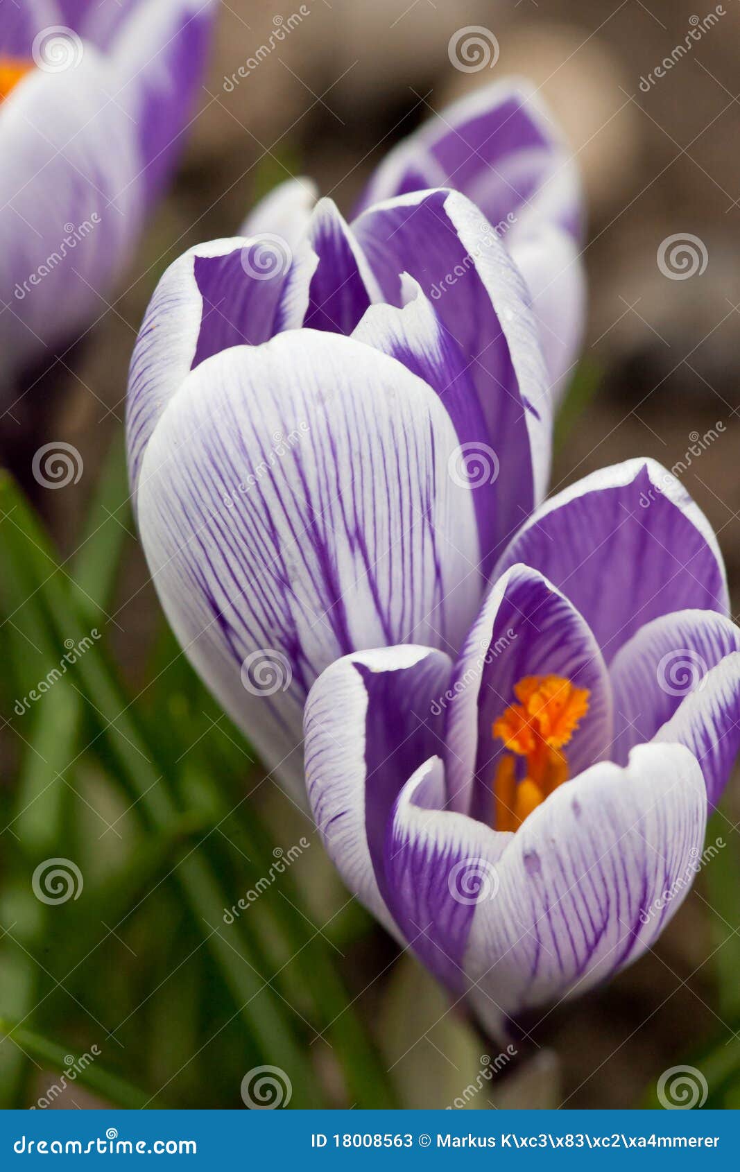 Purple crocus flower stock image. Image of flowers, plant - 18008563