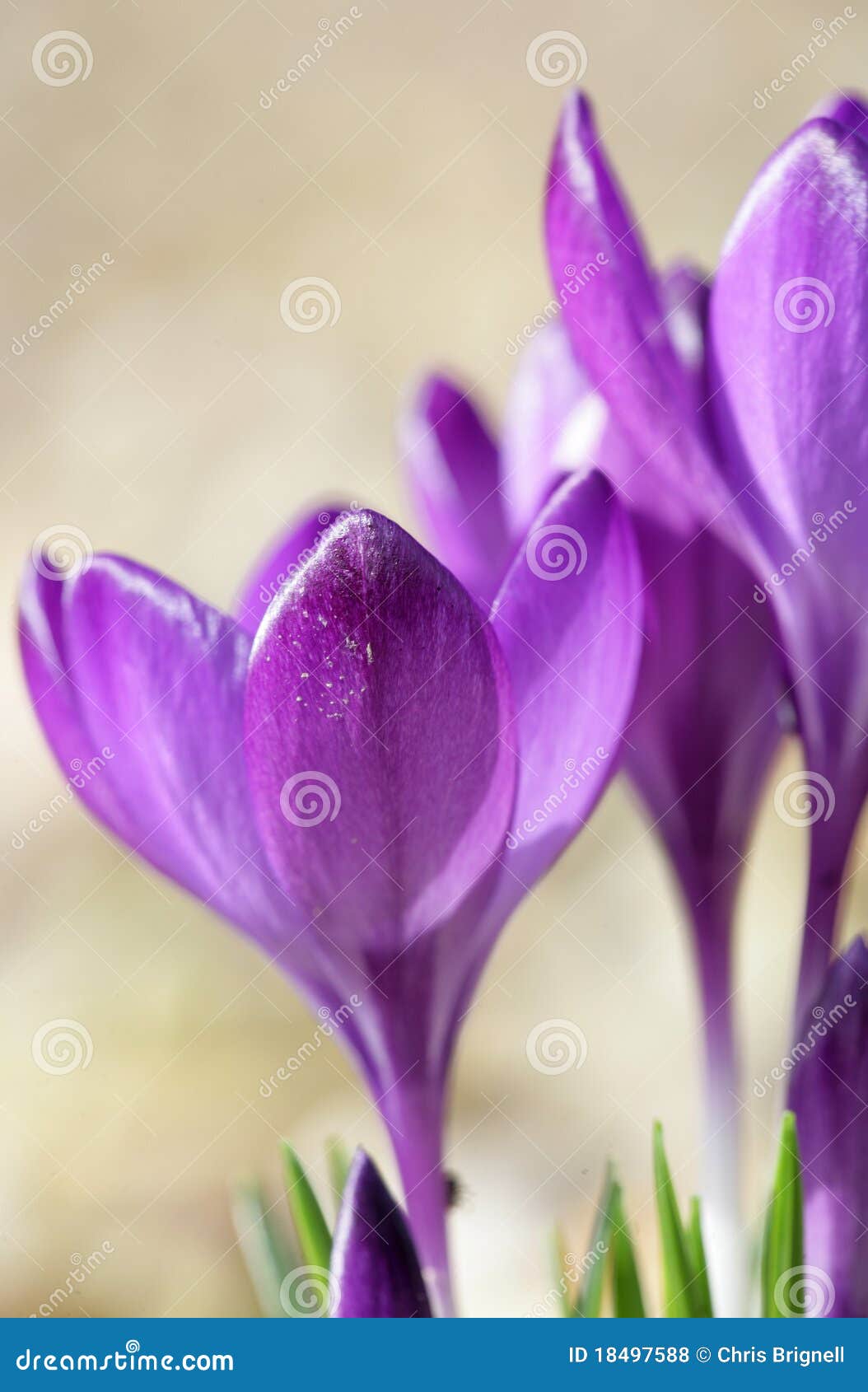 Purple Crocus flower stock photo. Image of nature, garden - 18497588