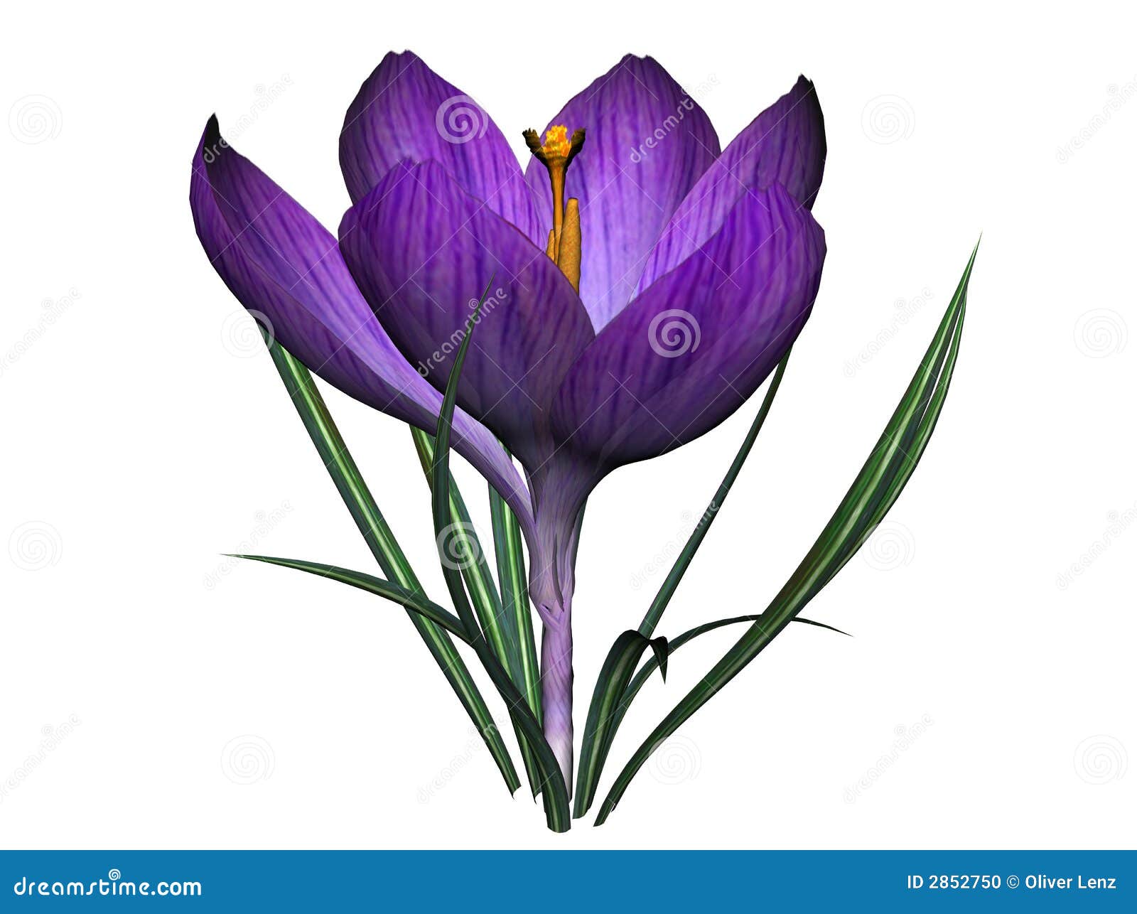 Purple crocus flower stock illustration. Illustration of blooms - 2852750