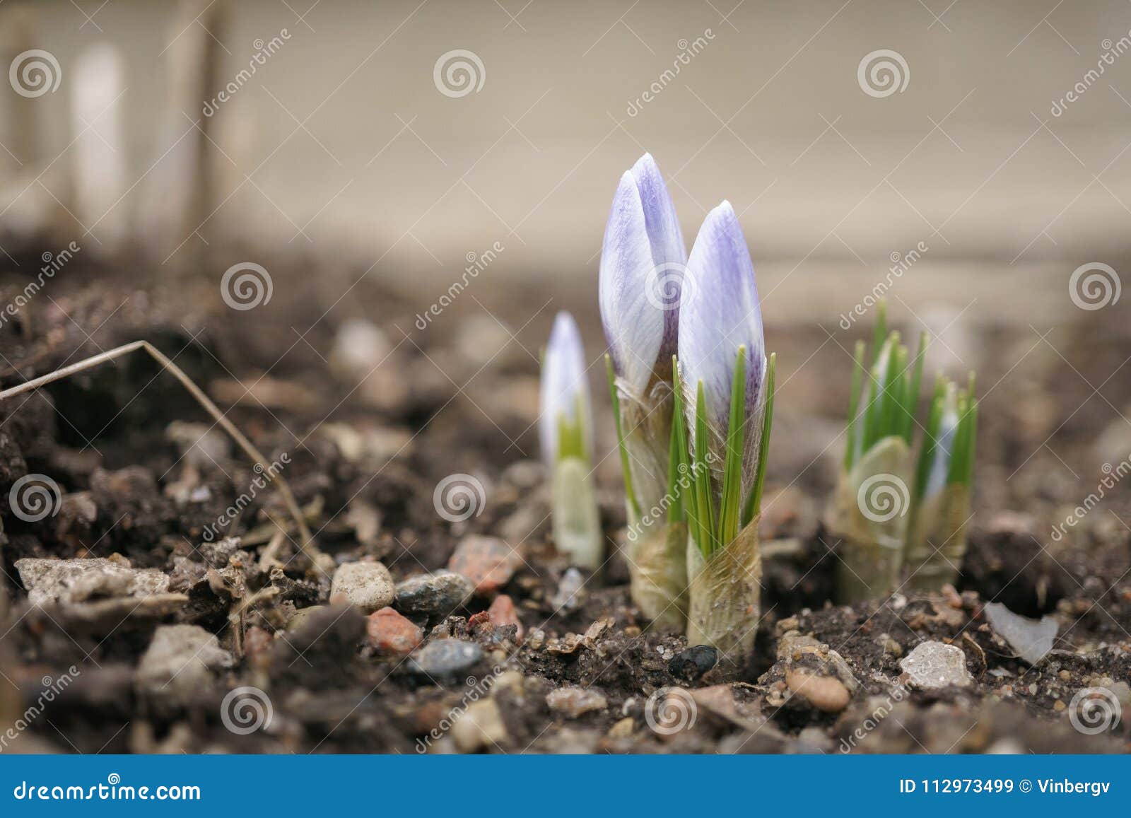Purple Crocus Flower Buds in the Garden Stock Image - Image of macro ...