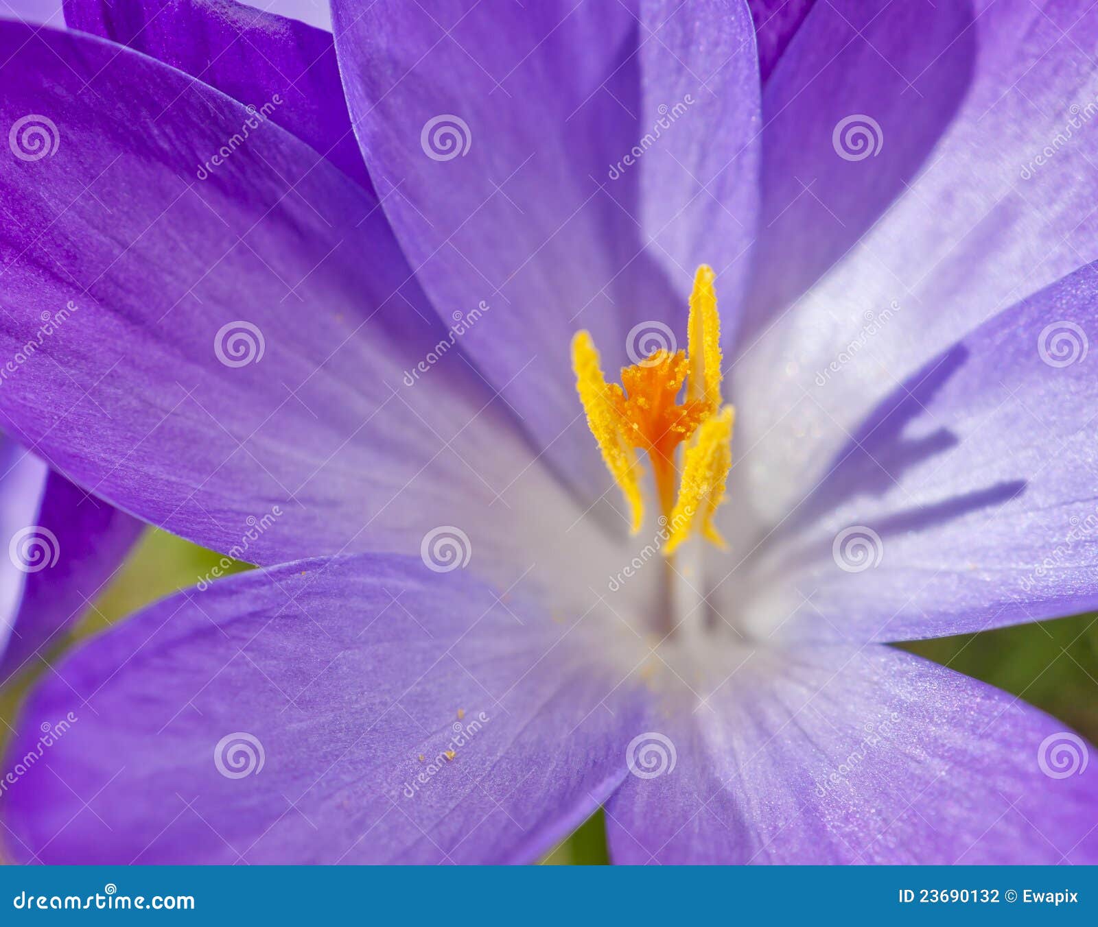 Purple crocus flower macro stock photo. Image of delicate - 23690132