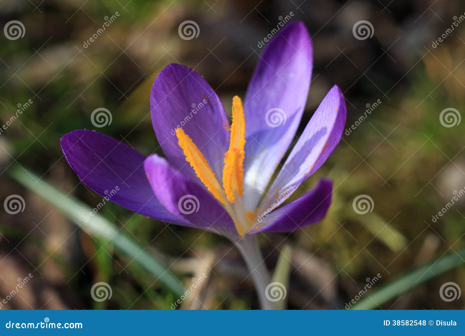 Purple crocus flower stock photo. Image of side, orange - 38582548