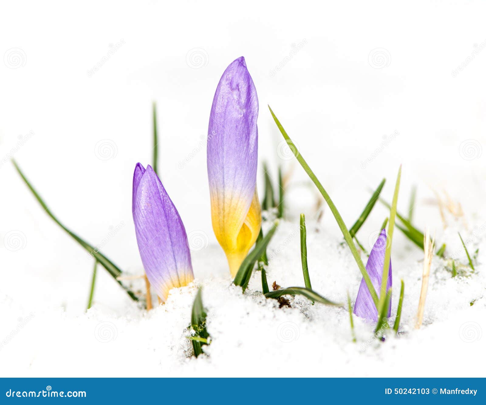 Purple Crocus Flower in the Snow Stock Image - Image of crocus, bloom ...