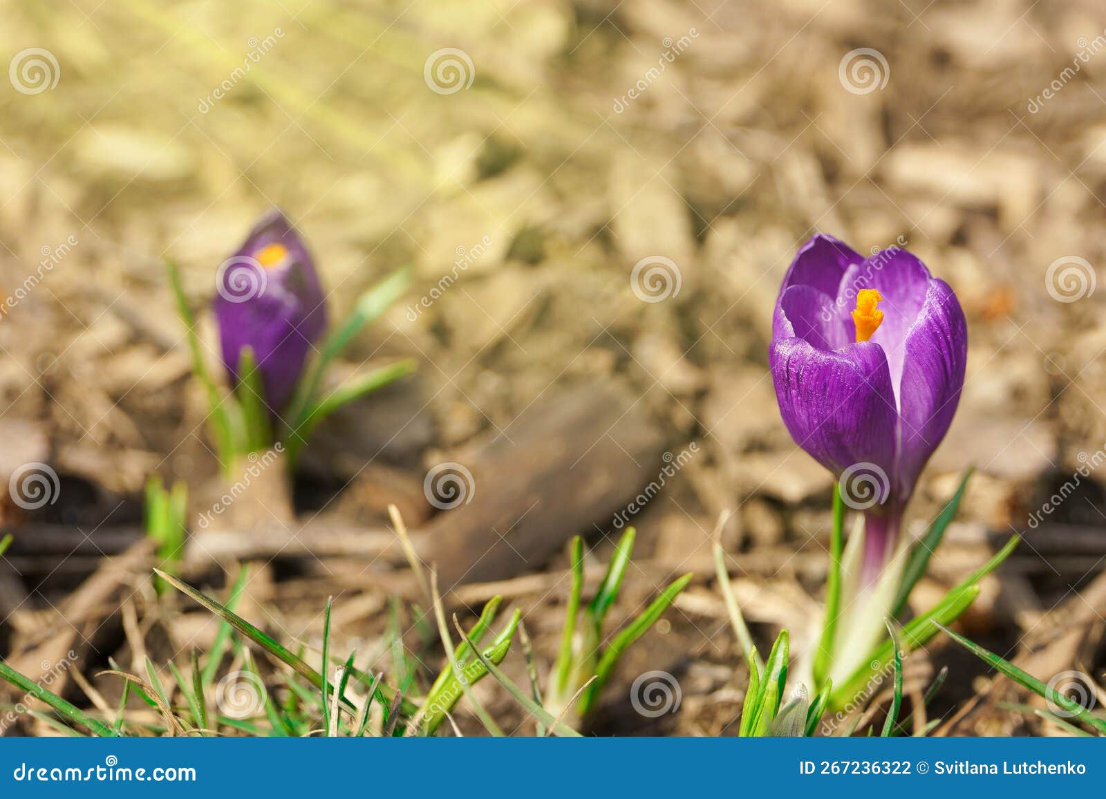 Purple Crocus Flower in the Spring Sun in the Park. Stock Photo - Image ...