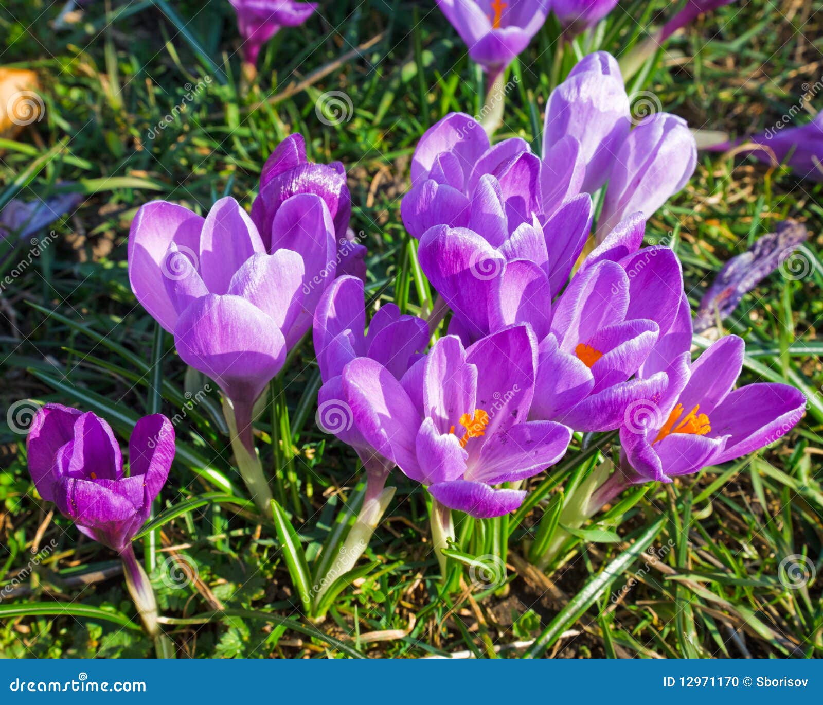 Purple crocus flowers stock photo. Image of makro, blossom - 12971170