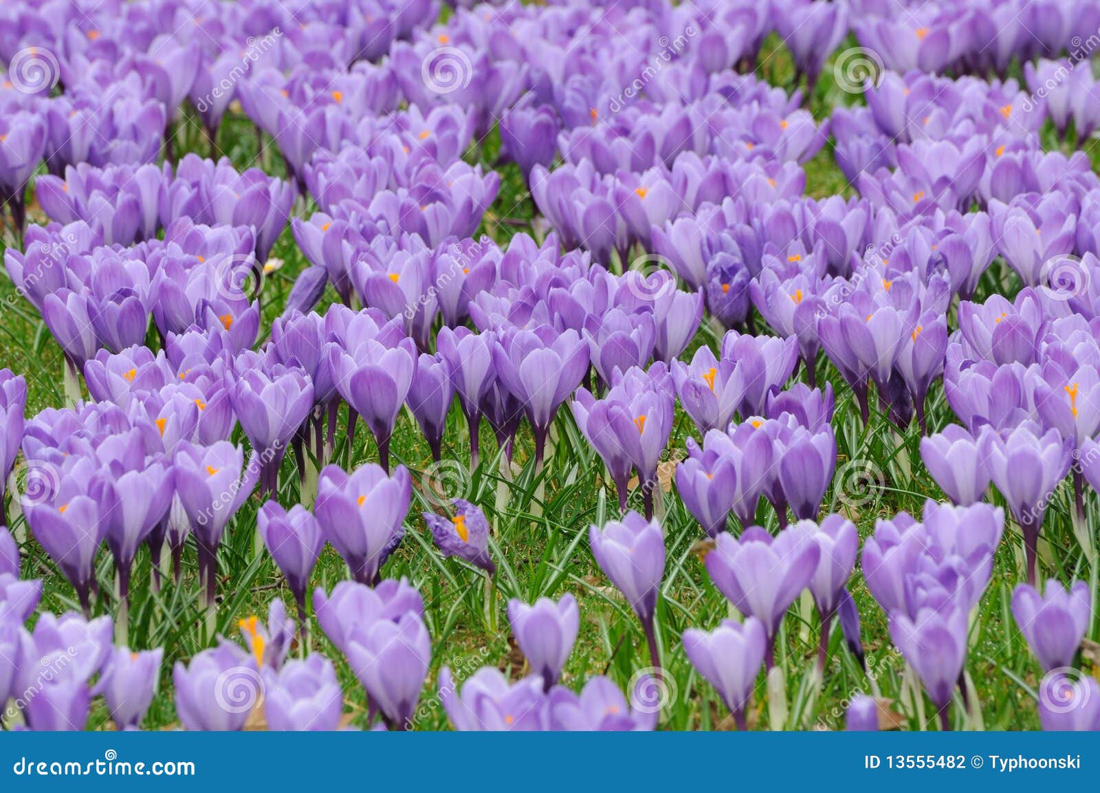 Purple crocus flowers stock photo. Image of grass, crocus - 13555482