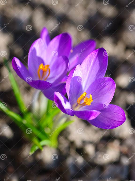 Purple crocus flowers stock image. Image of green, oriental - 14947795