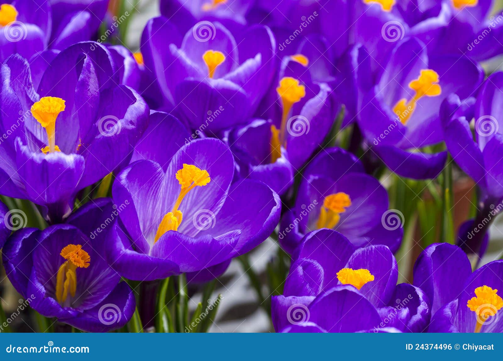 Purple Crocus Flowers stock photo. Image of gardening - 24374496