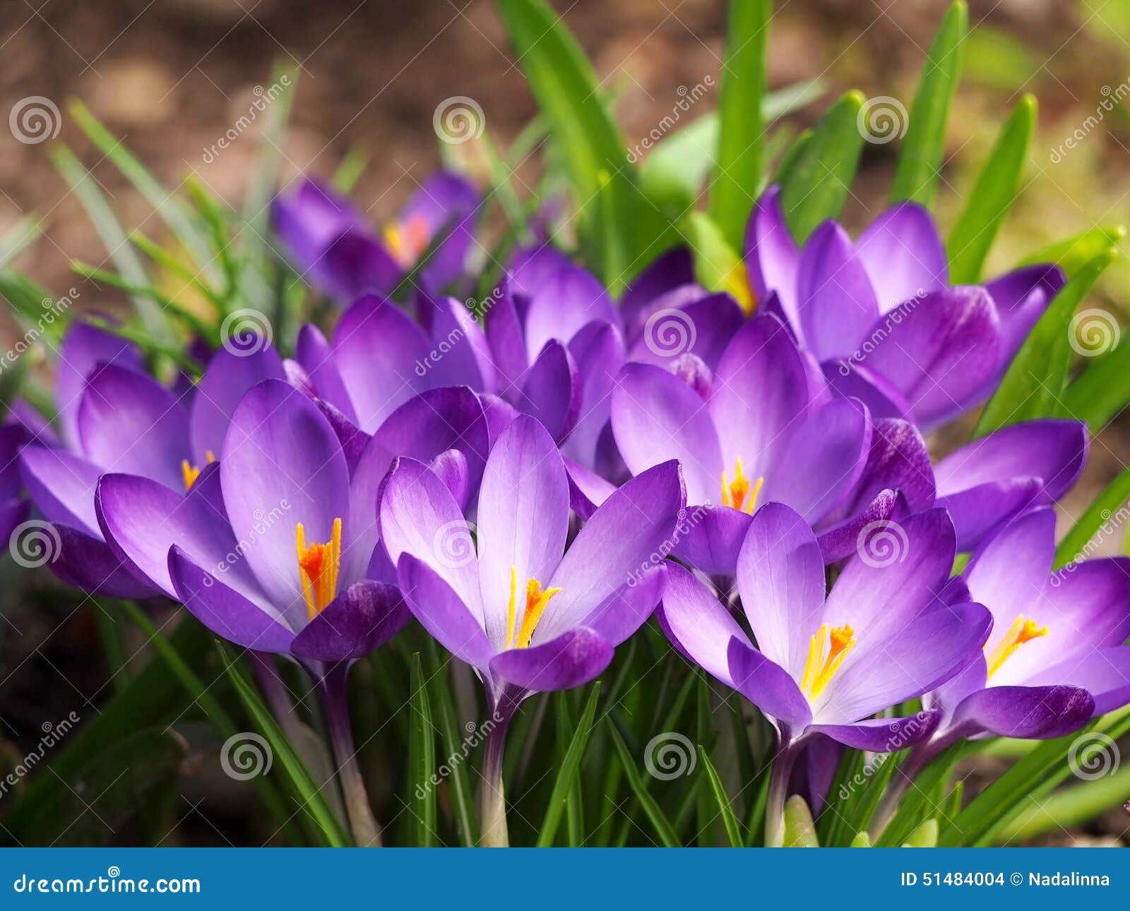 Purple crocus flowers stock photo. Image of vibrant, signs - 51484004