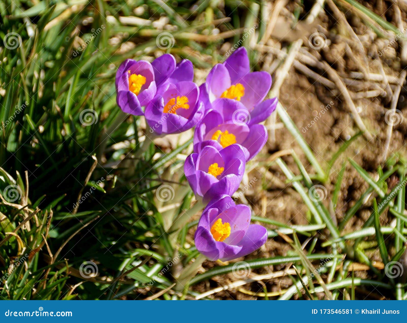 Purple Crocus Flowers Blooming in Early Spring Stock Image - Image of ...
