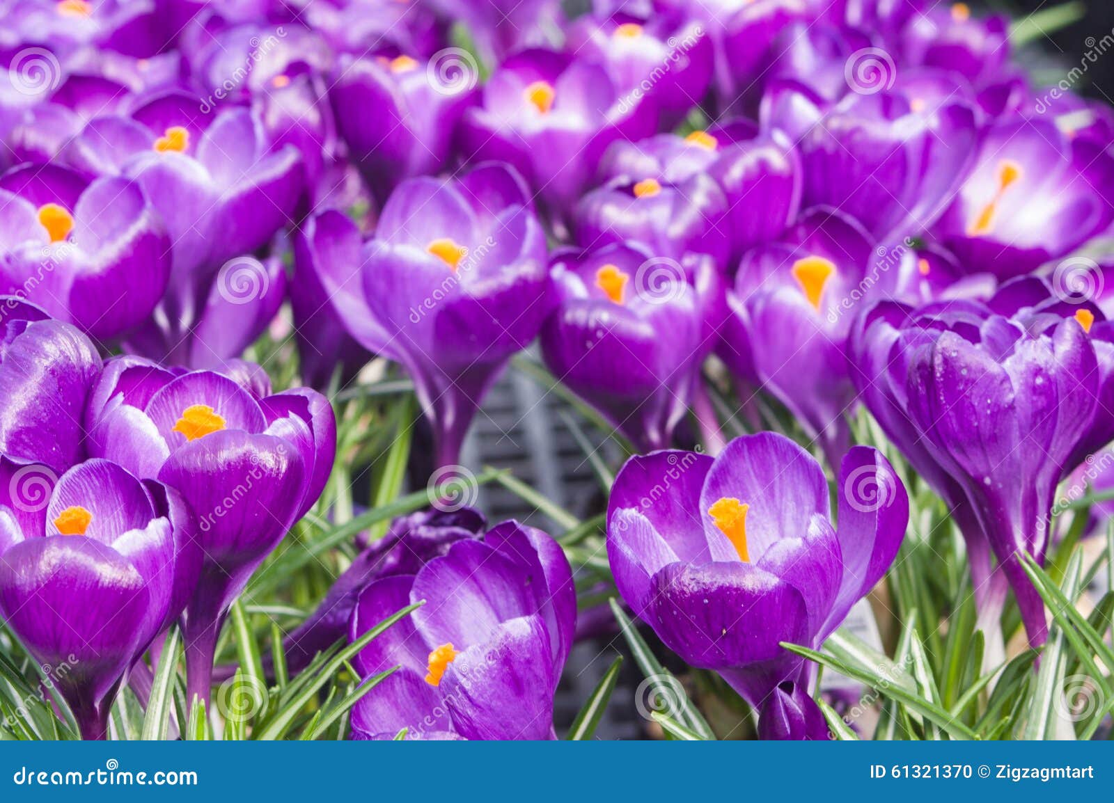 Purple Crocus Flowers Blooming the Garden Stock Photo - Image of growth ...