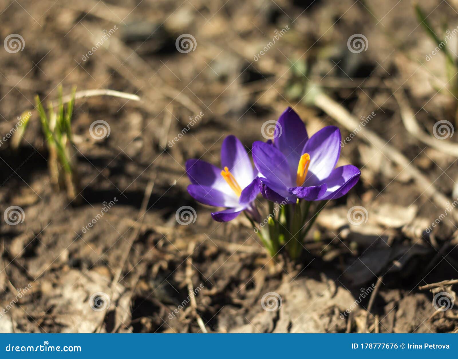 Purple Crocus Flowers in the Bright Spring Sun Stock Photo - Image of ...