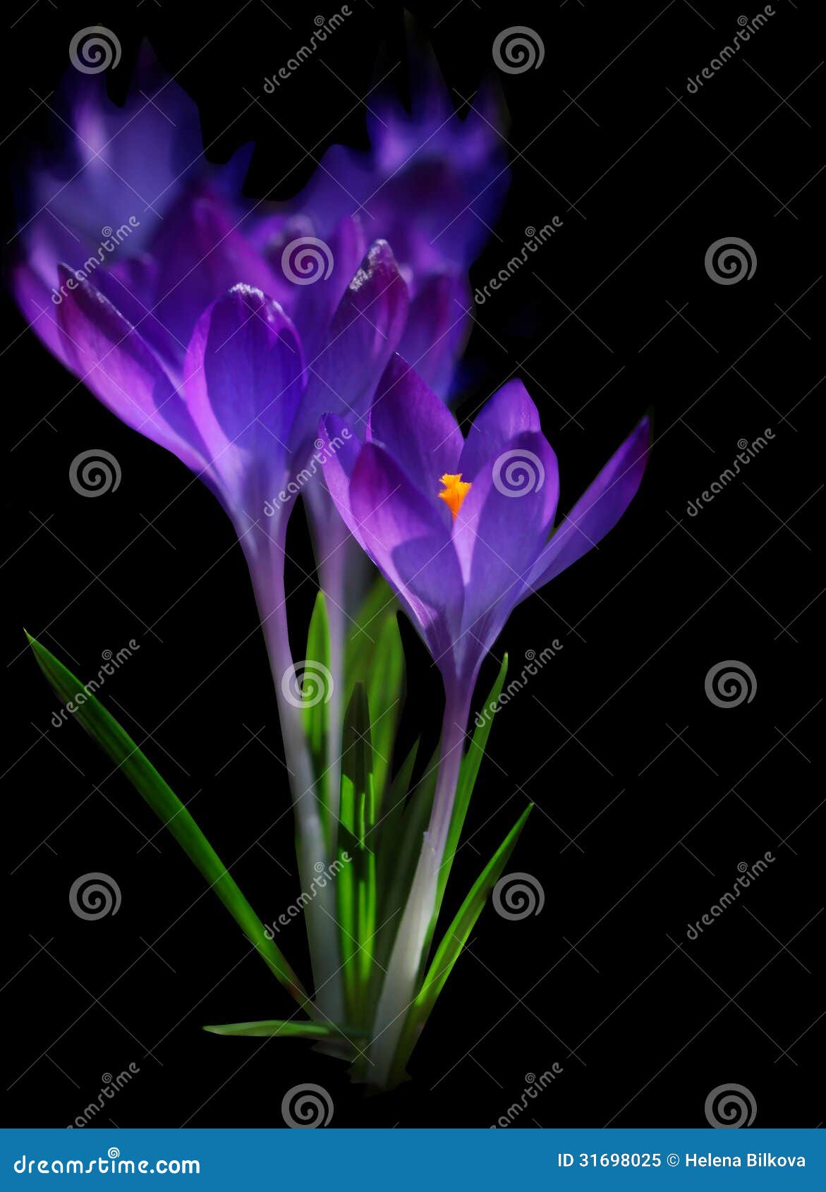 Purple Crocuses, Spring Flowers Stock Image - Image of nature, spring ...