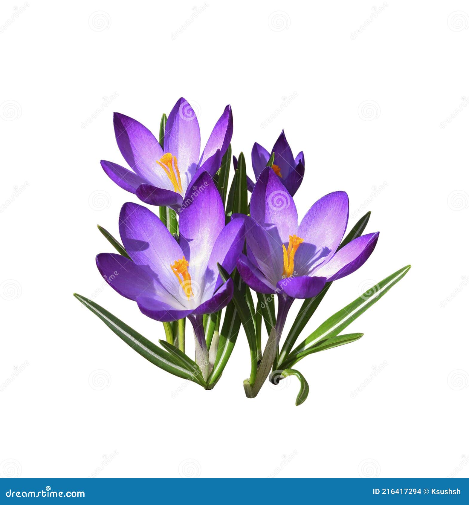 Purple Crocus Flowers and Leaves Isolated Stock Photo - Image of floral ...