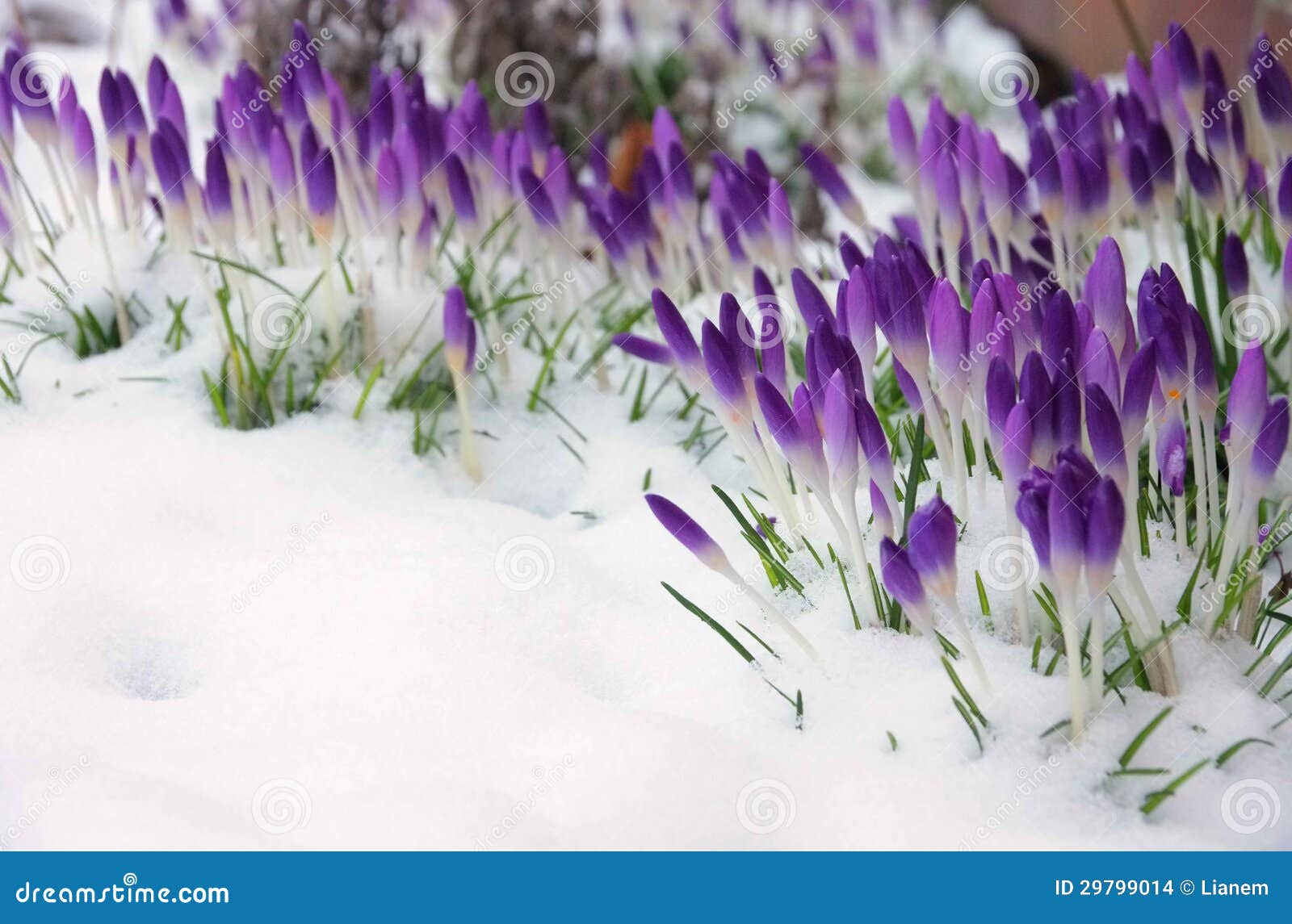 Crocus In Snow