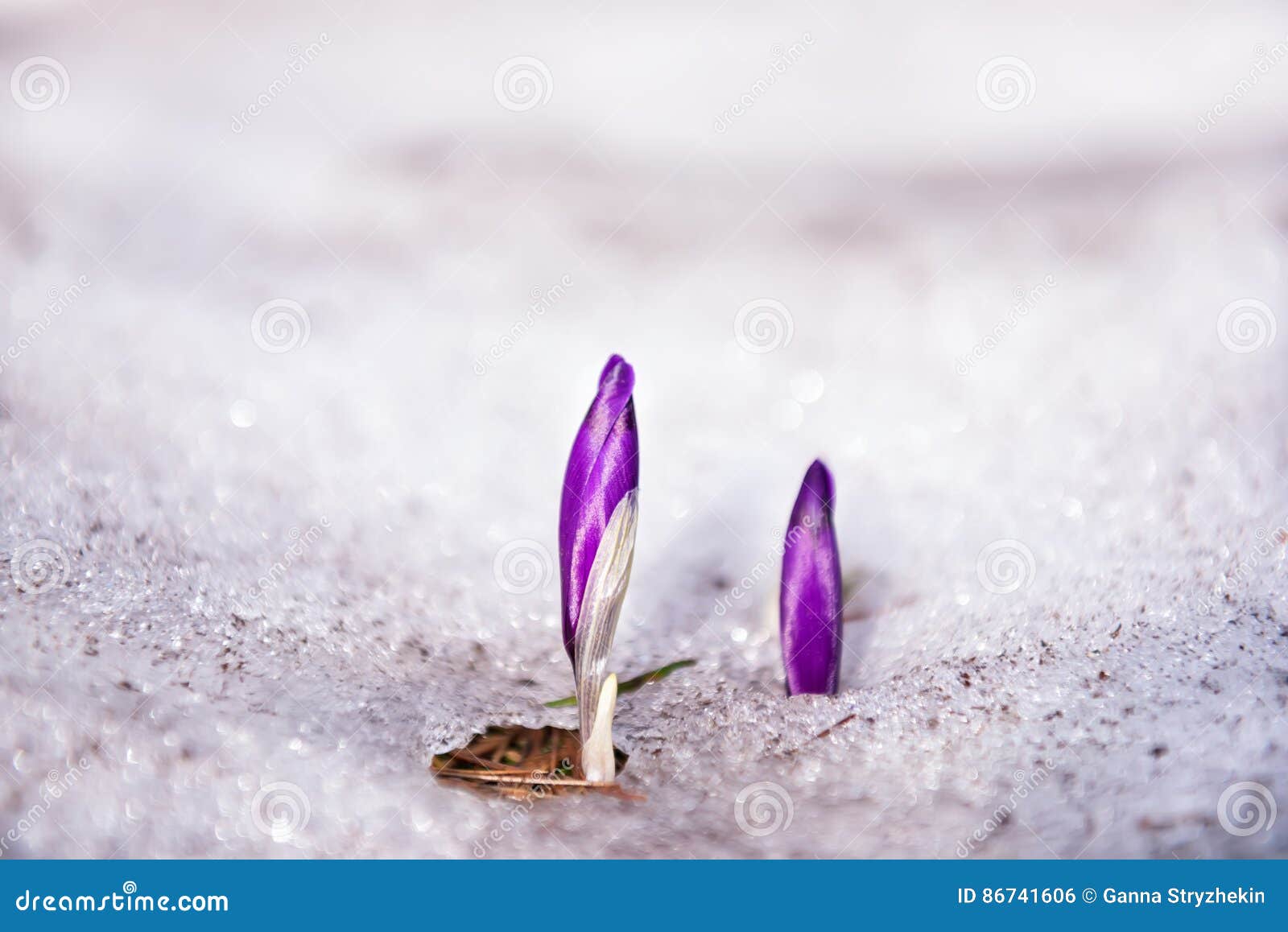 Purple Crocus Flowers in the Snow. Stock Photo - Image of purple ...