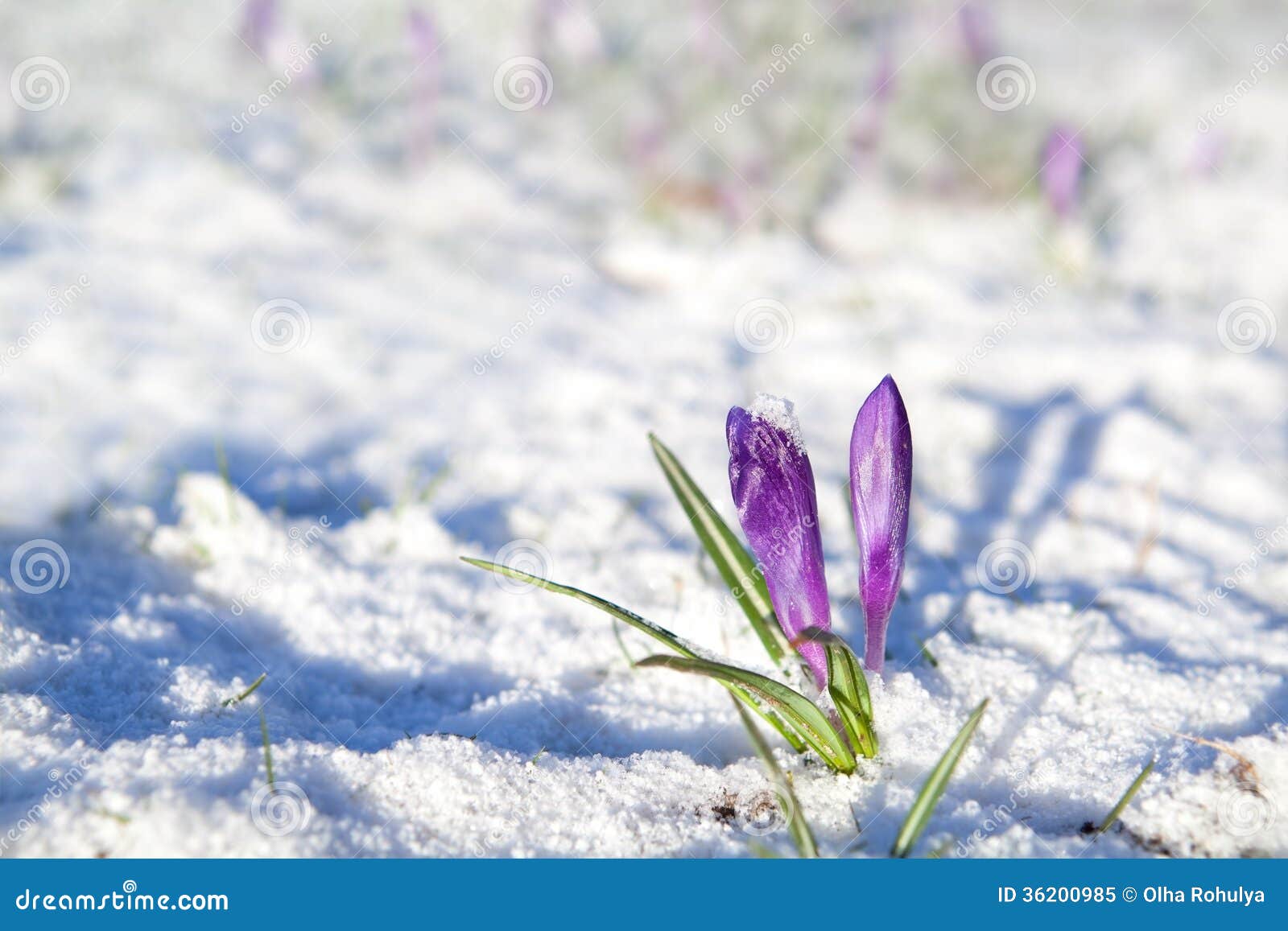 Purple Crocus Flowers on Snow Stock Image - Image of light, flower ...