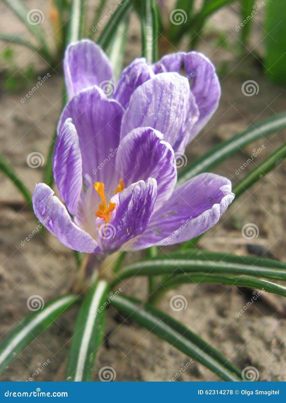 Purple Crocus Flowers in Spring Stock Photo - Image of early, crocus ...