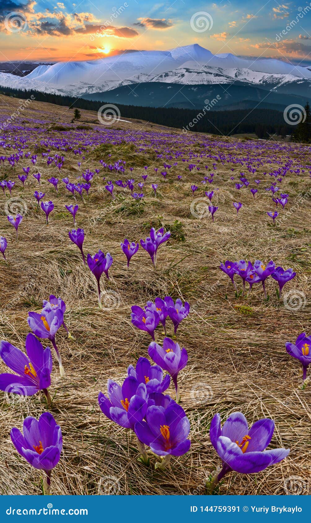 Purple Crocus Flowers on Spring Mountain Stock Image - Image of ...