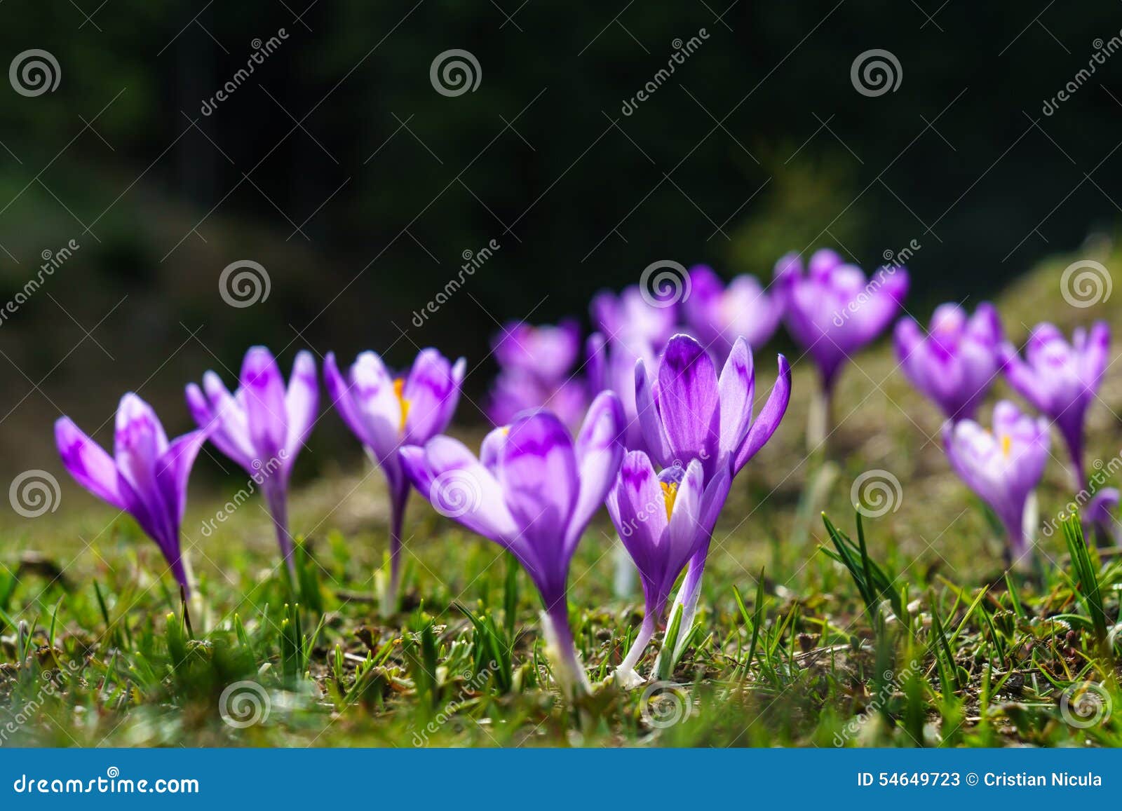 Purple crocus in the grass stock image. Image of green - 54649723