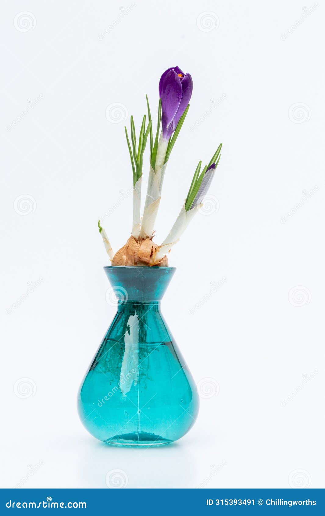 Purple Crocus Growing in a Blue Vase Stock Image - Image of white, bulb ...