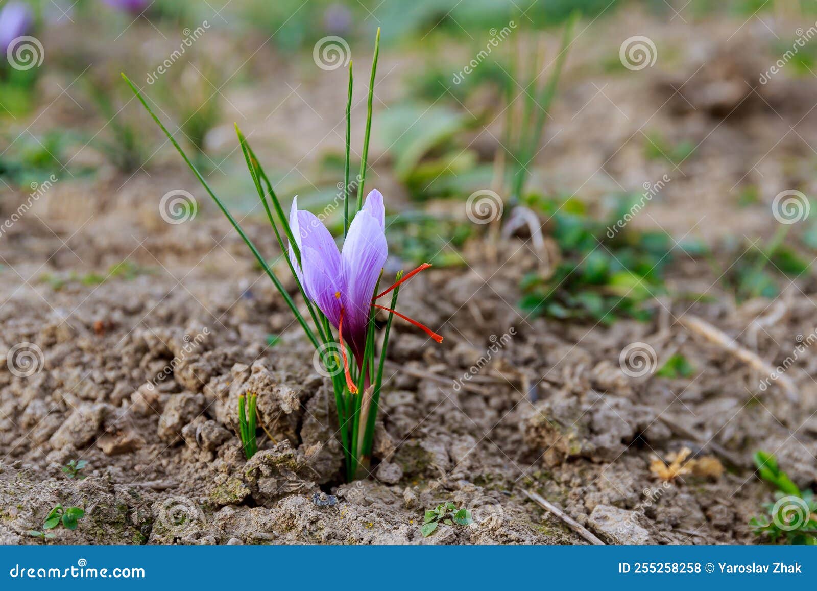 Purple Crocus Grows in the Field. Red Saffron Stamens Grew in the ...